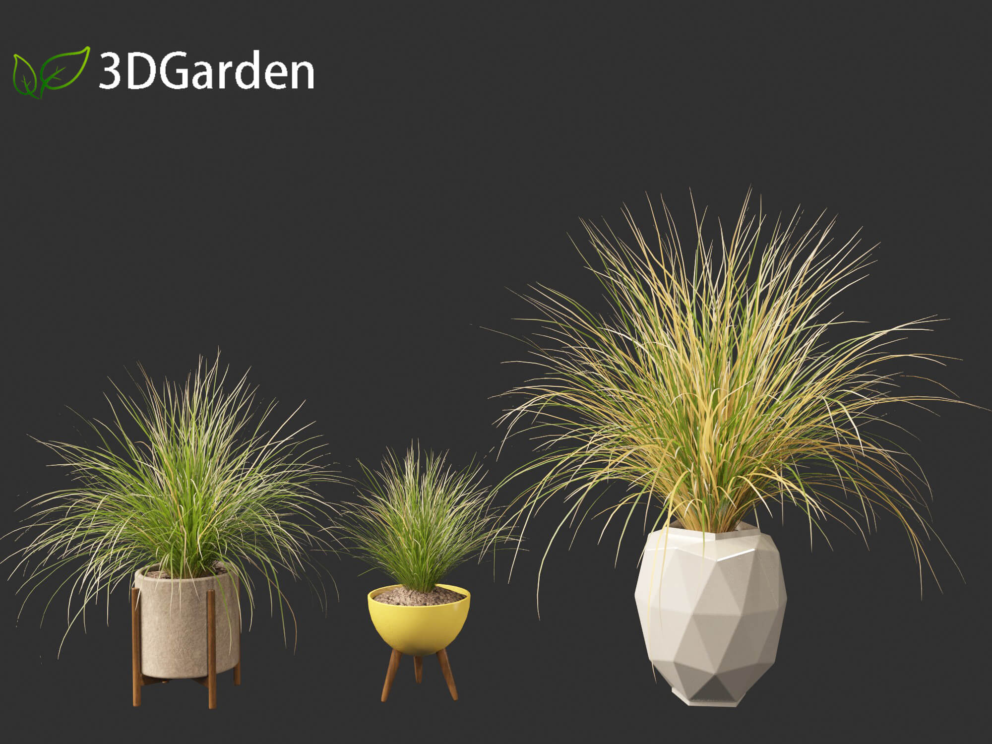 Chionochloa Rubra - Red Tussock Grass 03 3D Model by 3dgardenplants