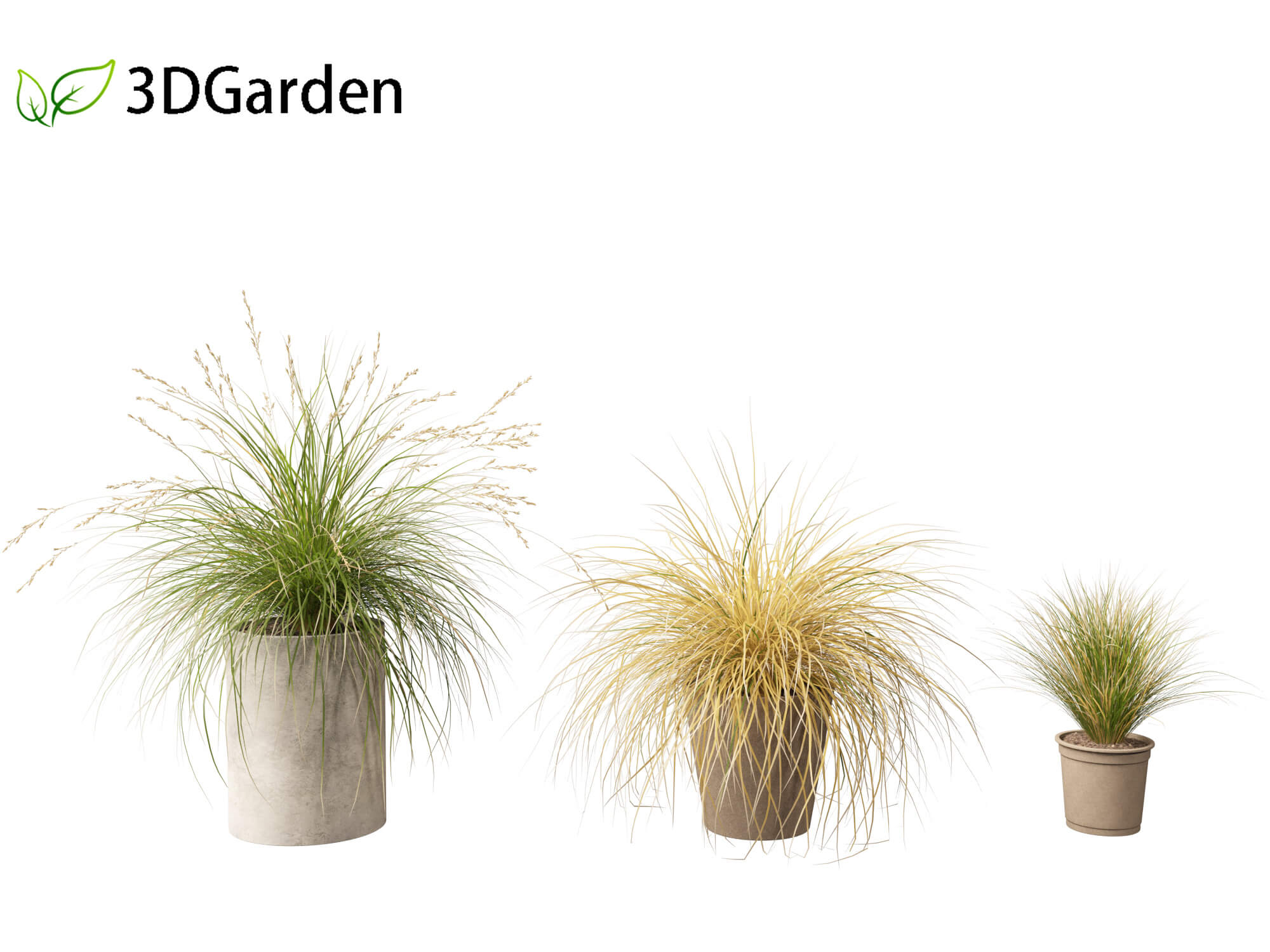 Chionochloa Rubra - Red Tussock Grass 03 3D Model by 3dgardenplants