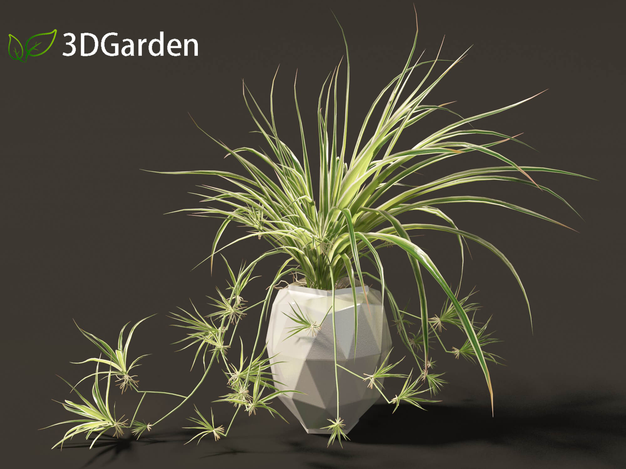 Chlorophytum Comosum - Spider Plant 02 3D Model by 3dgardenplants