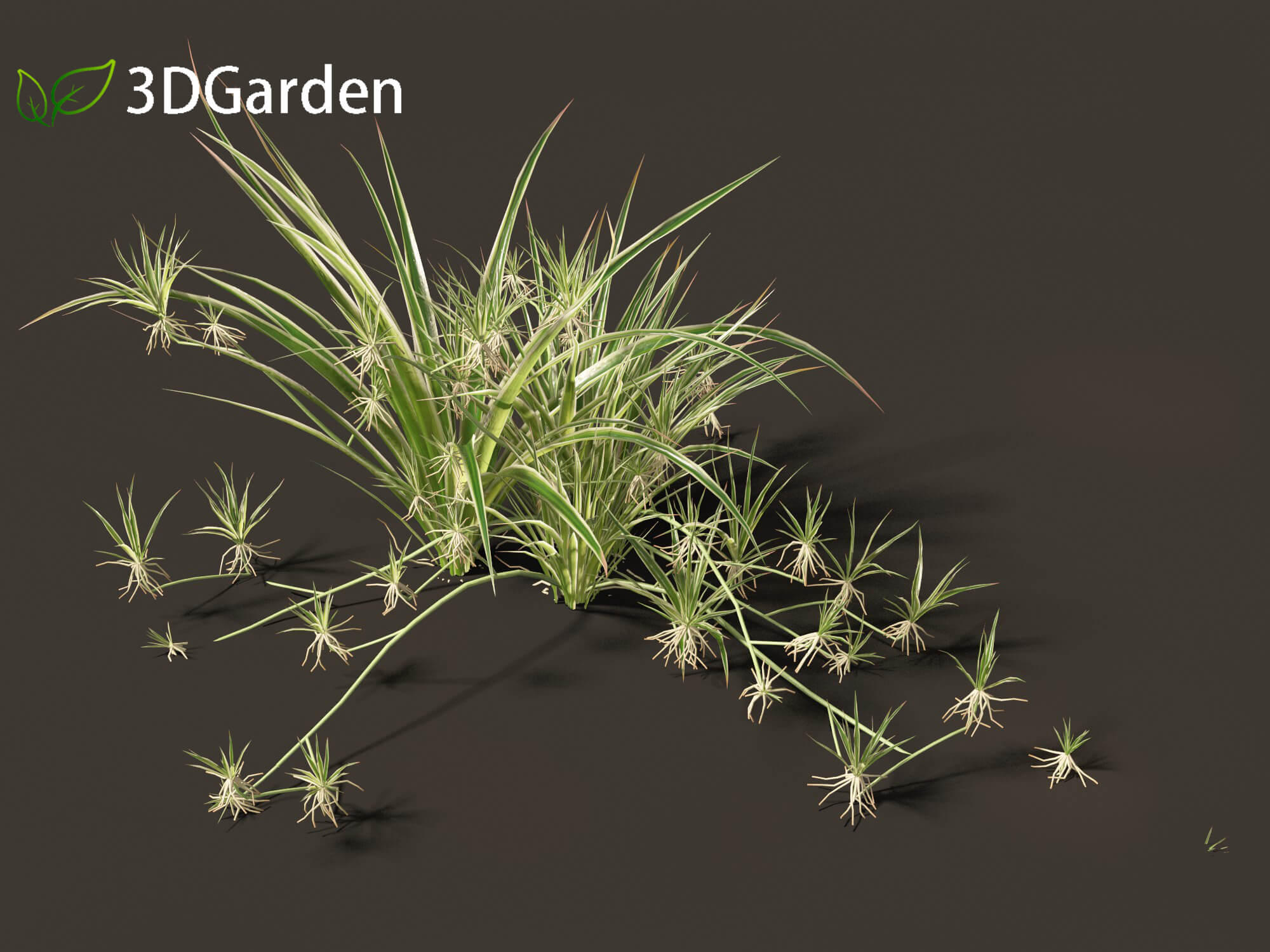 Chlorophytum Comosum - Spider Plant 3D Model by 3dgardenplants