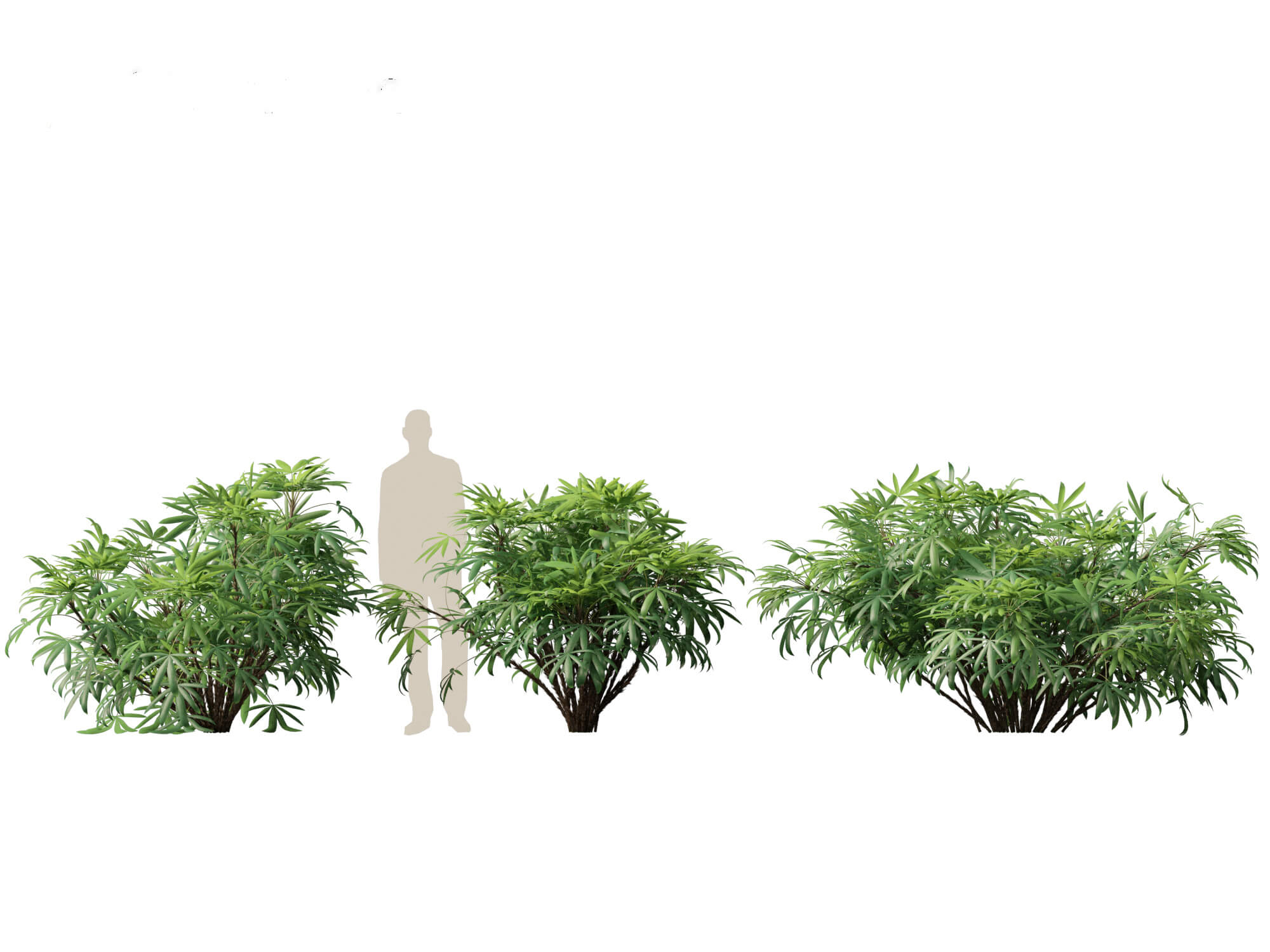 Chuniophoenix Humilis - Chinese Star Palm 01 3D Model by 3dgardenplants