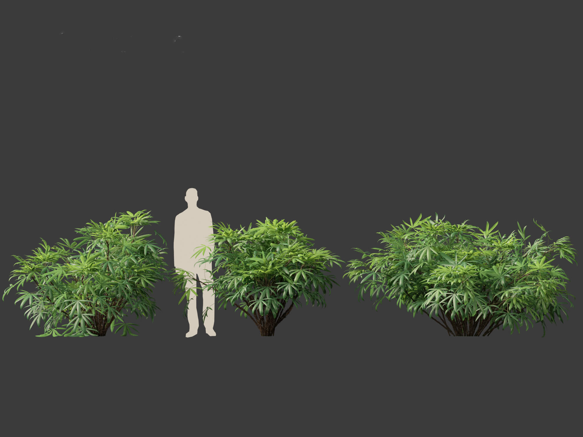 Chuniophoenix Humilis - Chinese Star Palm 01 3D Model by 3dgardenplants