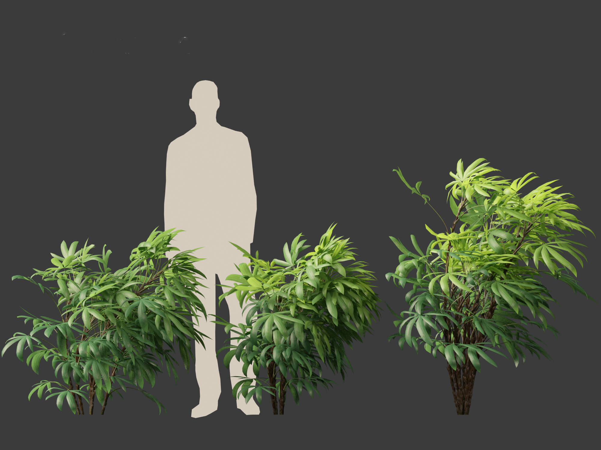 Chuniophoenix Humilis - Chinese Star Palm 02 3D Model by 3dgardenplants