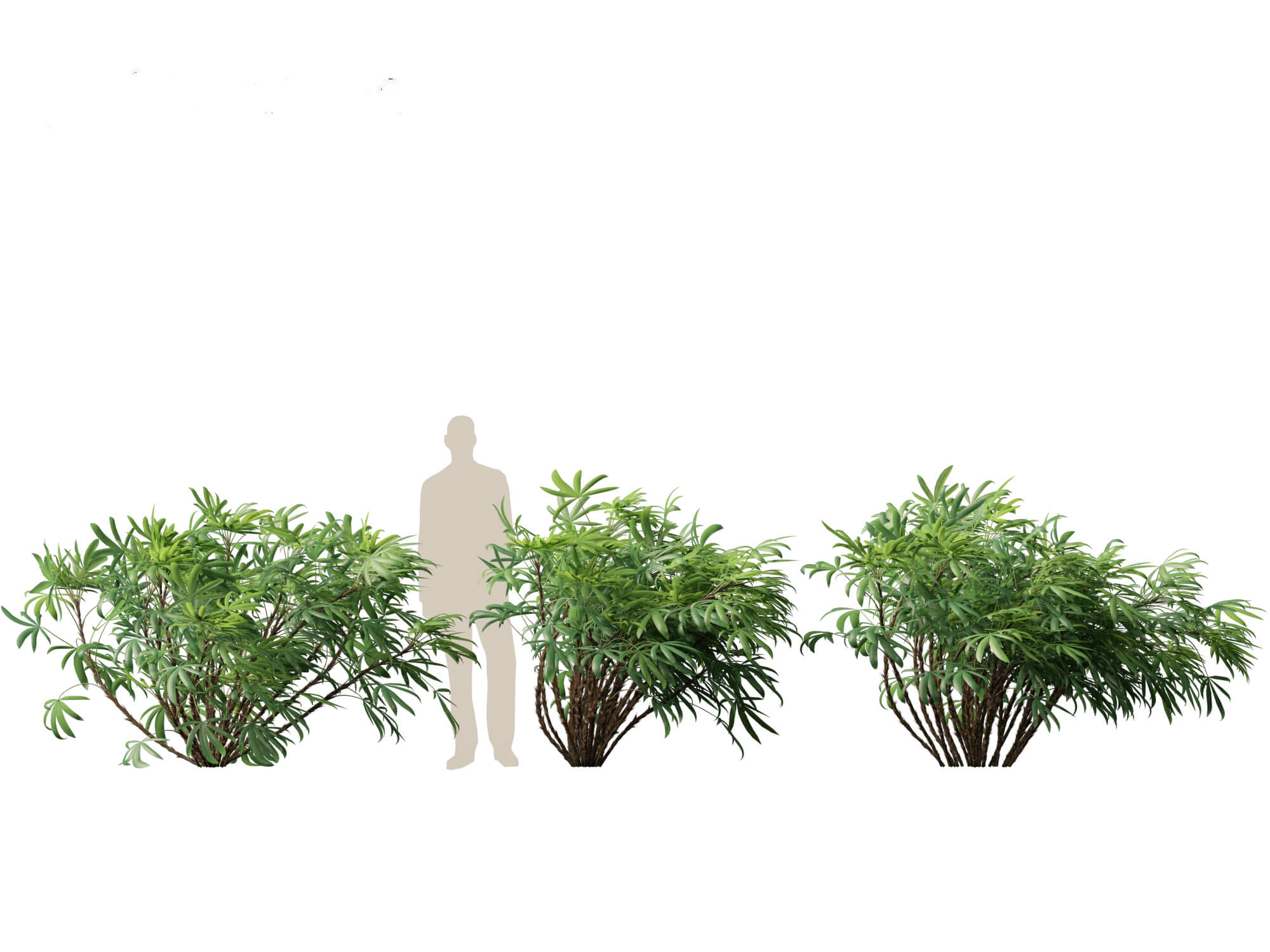 Chuniophoenix Humilis - Chinese Star Palm 02 3D Model by 3dgardenplants