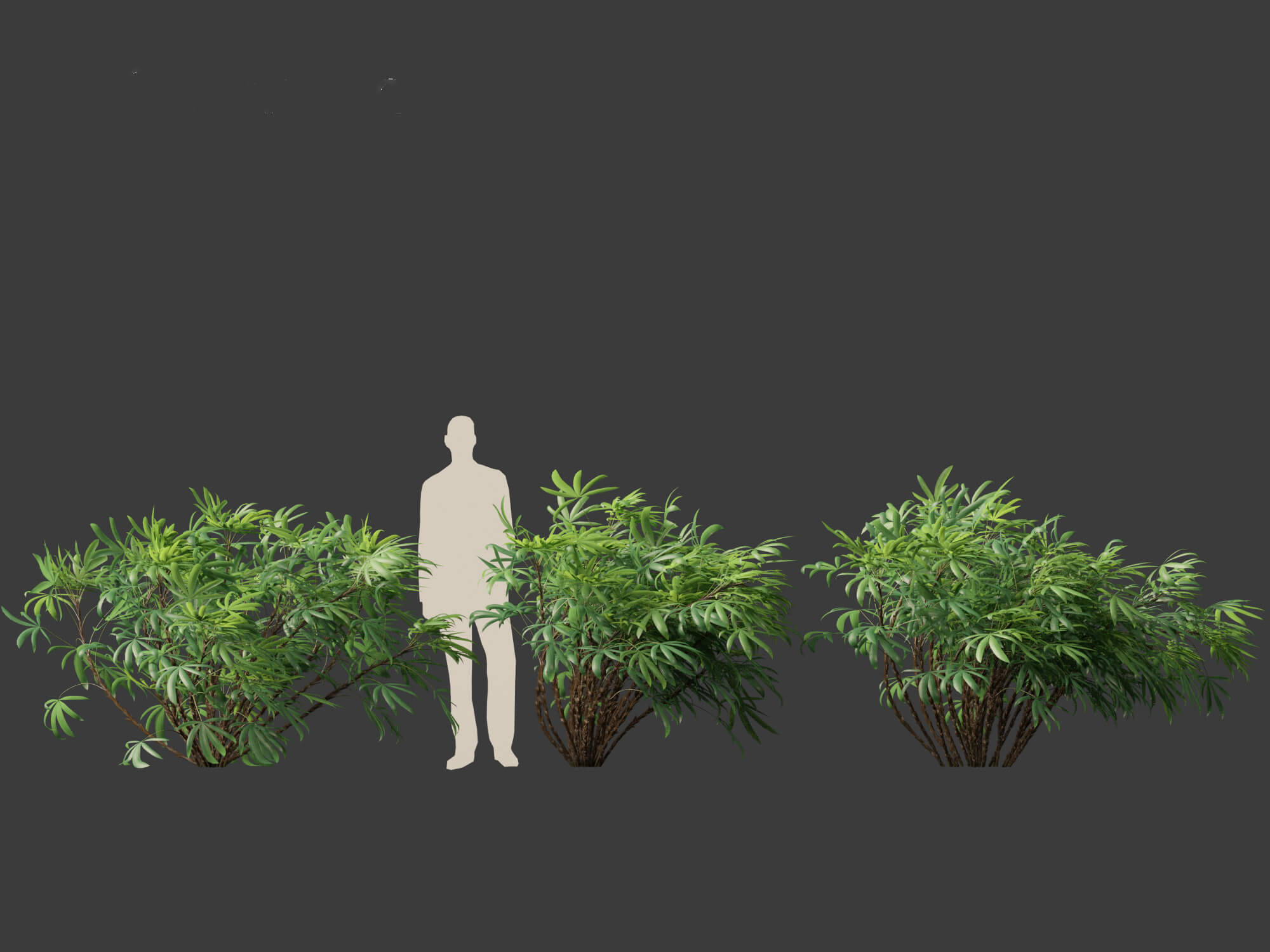 Chuniophoenix Humilis - Chinese Star Palm 02 3D Model by 3dgardenplants