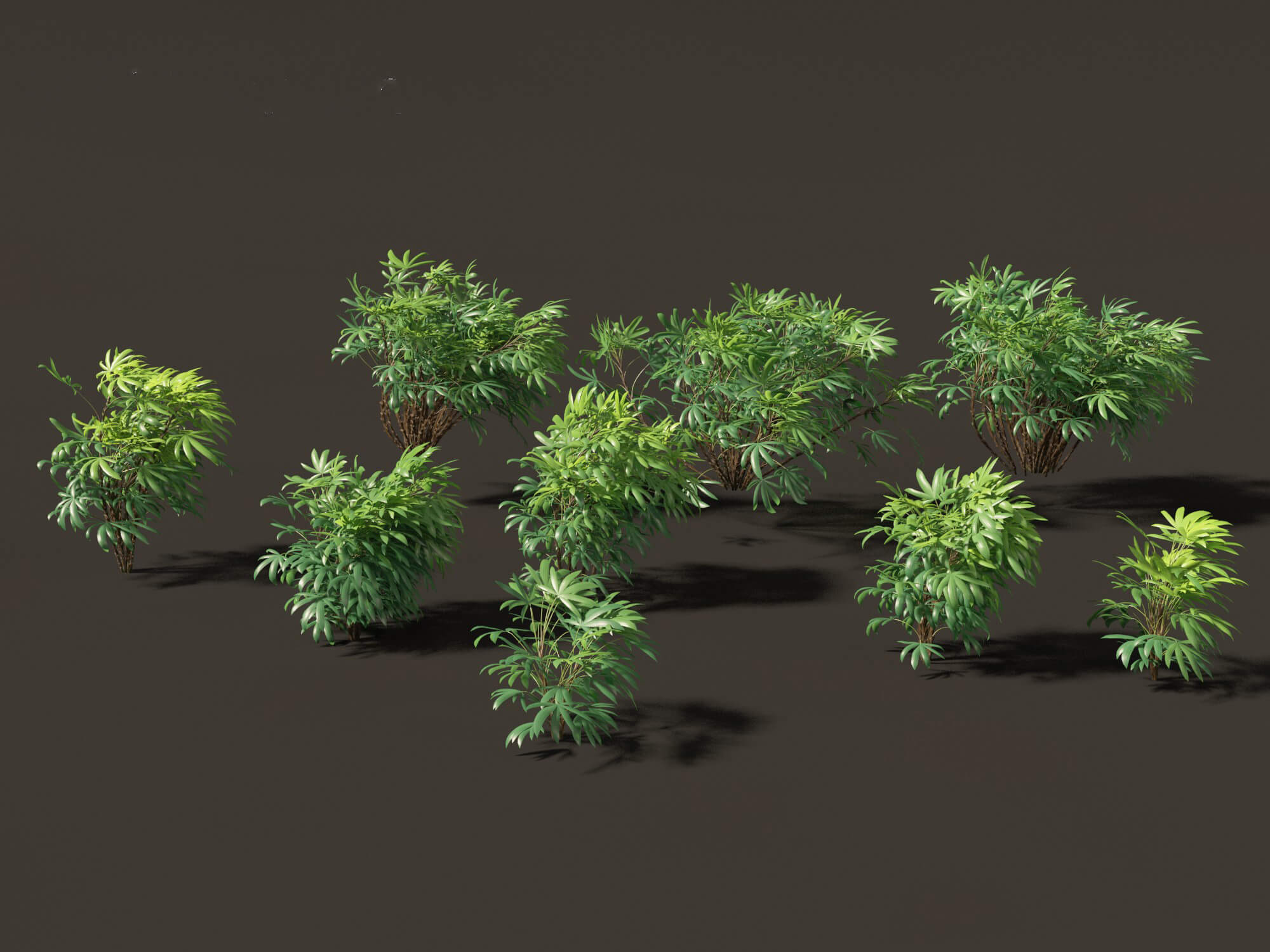 Chuniophoenix Humilis - Chinese Star Palm 02 3D Model by 3dgardenplants