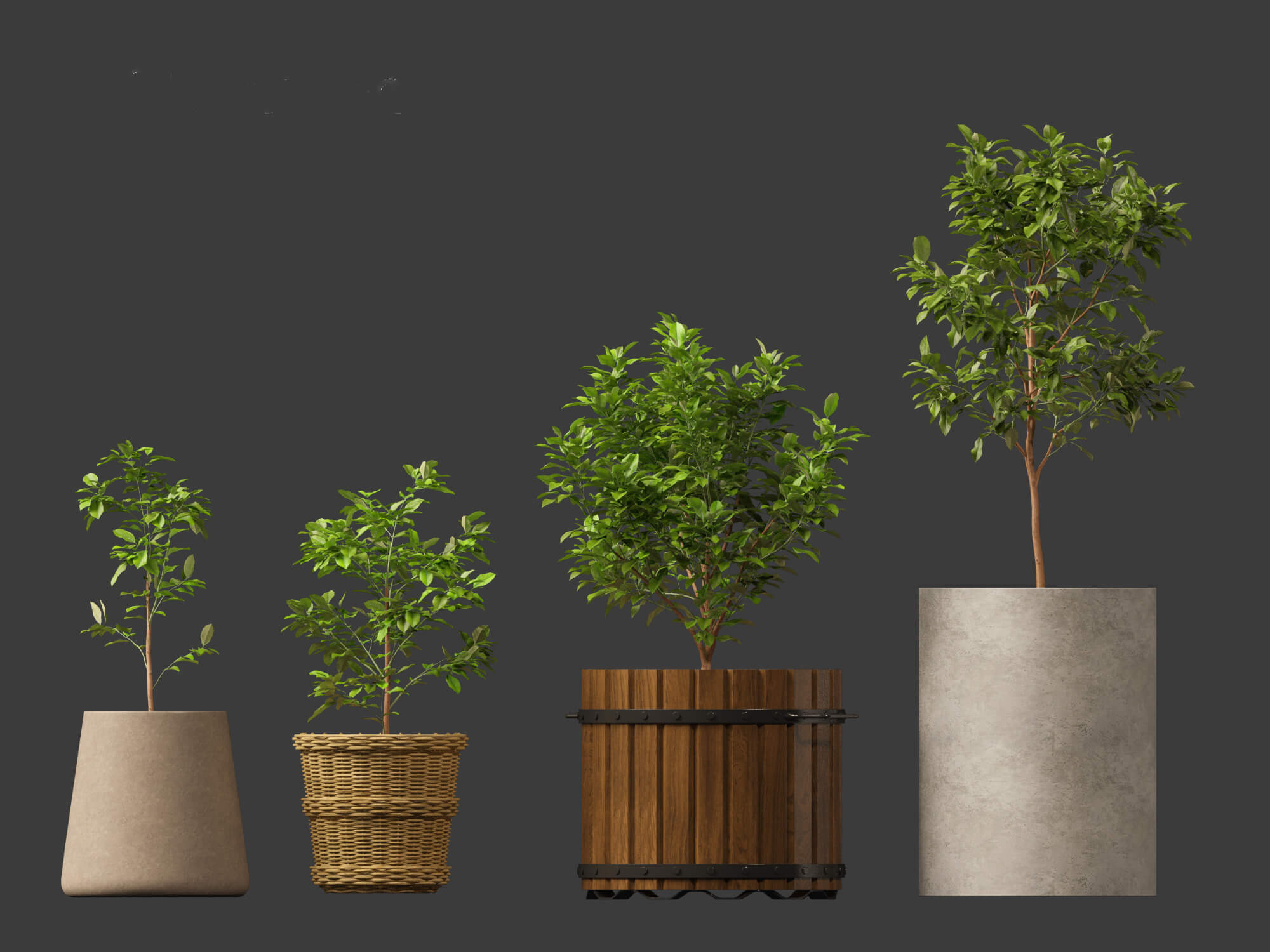 Citrus Limon - Lemon Tree 01 3D Model by 3dgardenplants