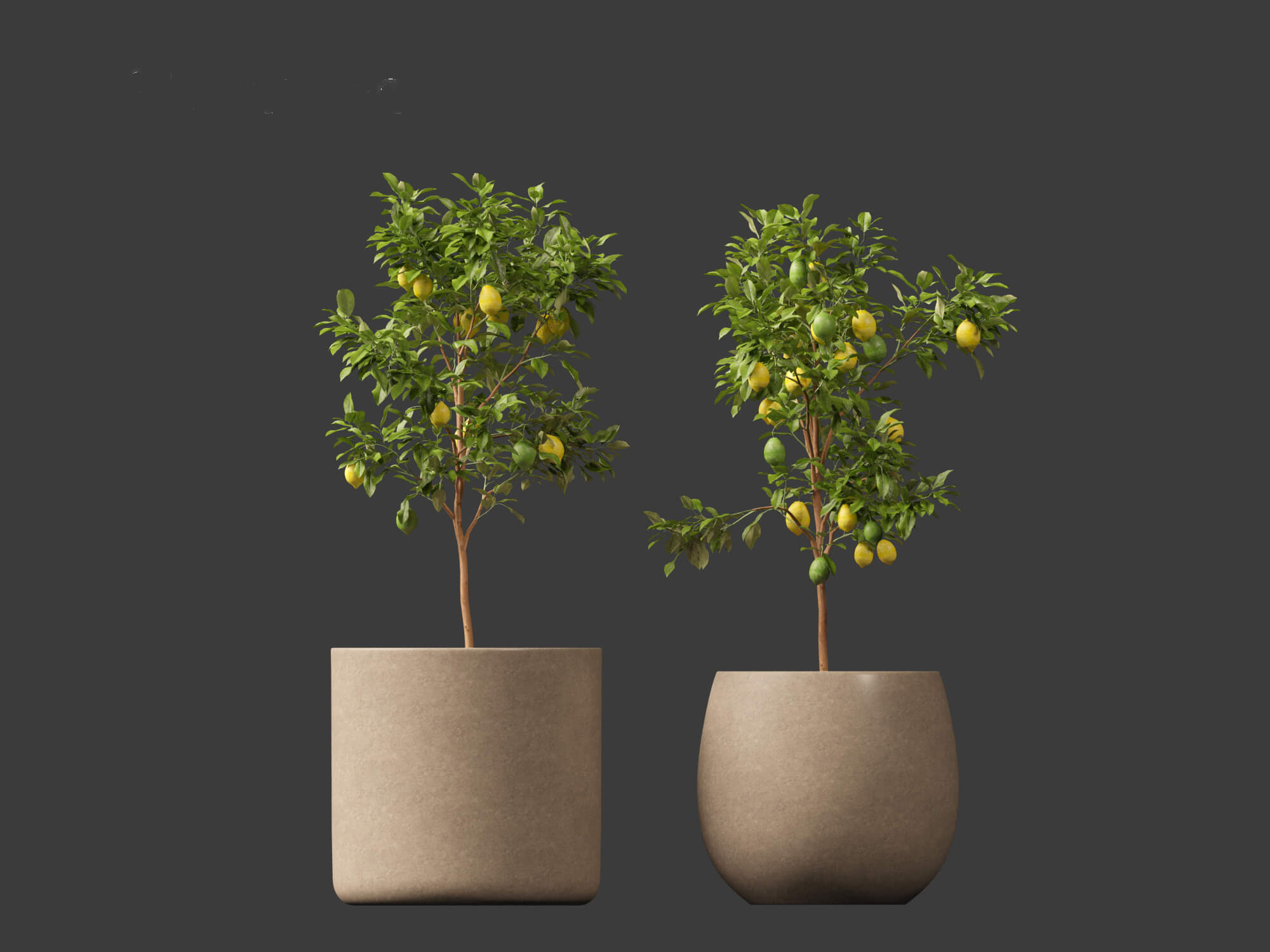 Citrus Limon - Lemon Tree 01 3D Model by 3dgardenplants