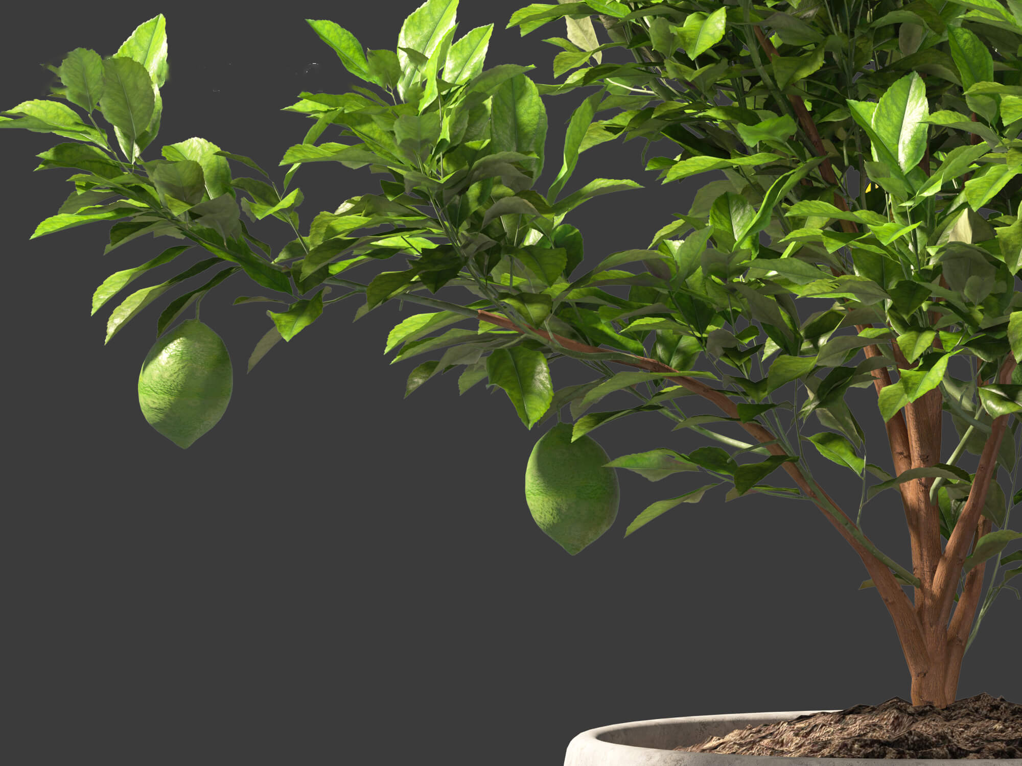 Citrus Limon - Lemon Tree 01 3D Model by 3dgardenplants