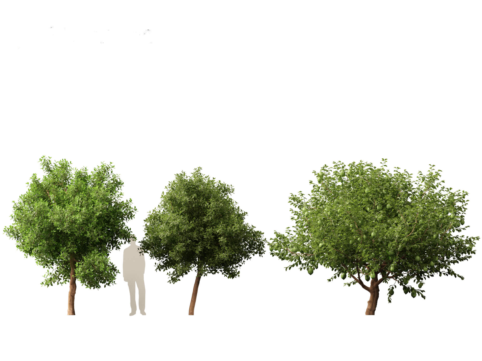 Citrus Limon - Lemon Tree 02 3D Model by 3dgardenplants