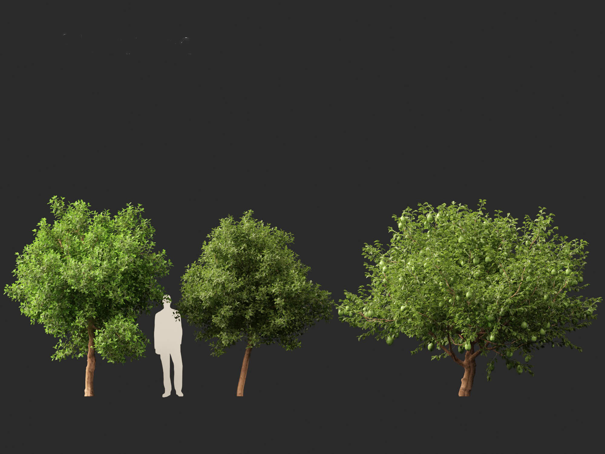 Citrus Limon - Lemon Tree 02 3D Model by 3dgardenplants