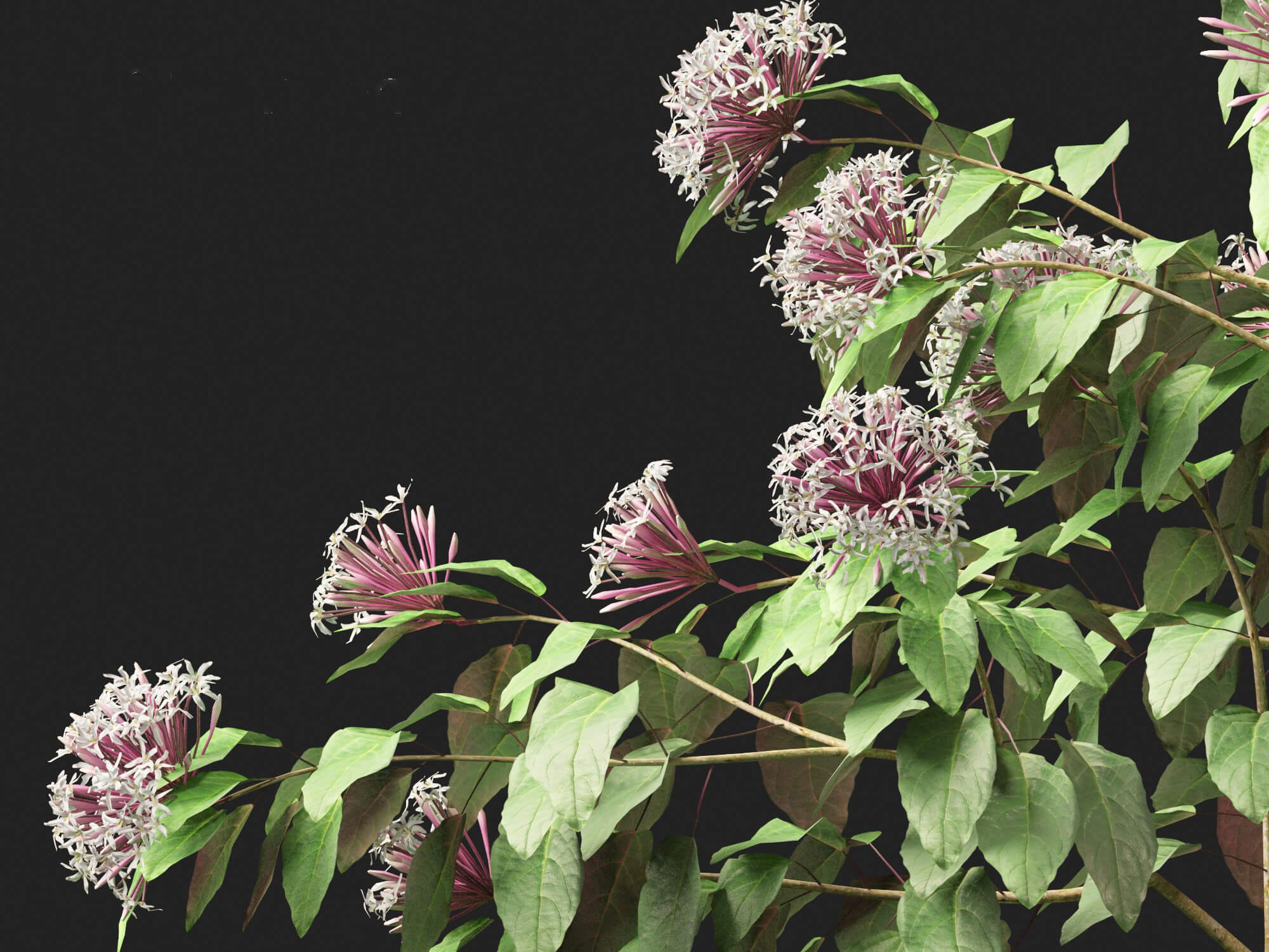 Clerodendrum Quadriloculare - Starburst Shrub 3D Model by 3dgardenplants