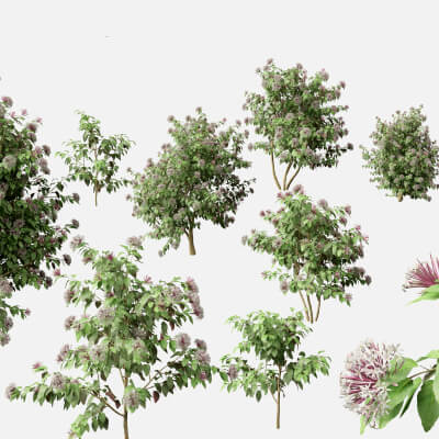 Skp 3D Models | Plants | Shrubs | RenderHub