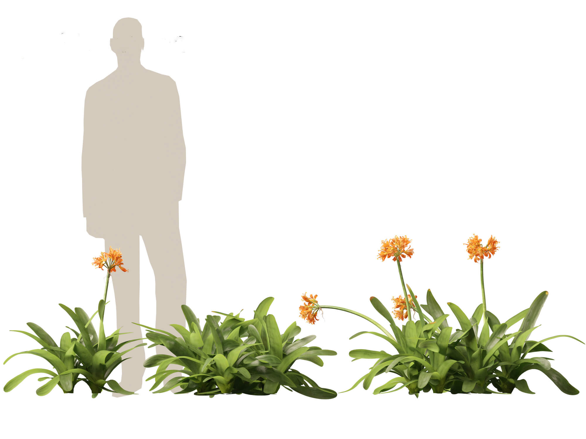 Clivia Miniata - Kaffir Lily 3D Model by 3dgardenplants