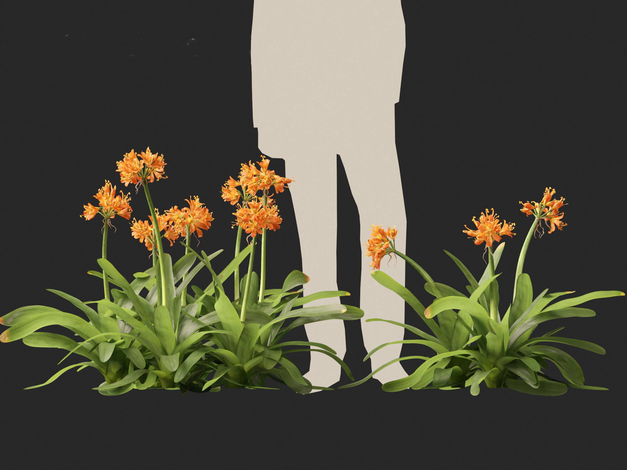 Clivia Miniata - Kaffir Lily 3D Model by 3dgardenplants