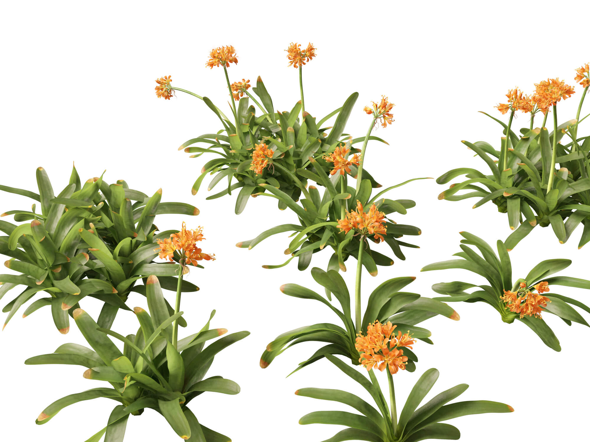 Clivia Miniata - Kaffir Lily 3D Model by 3dgardenplants