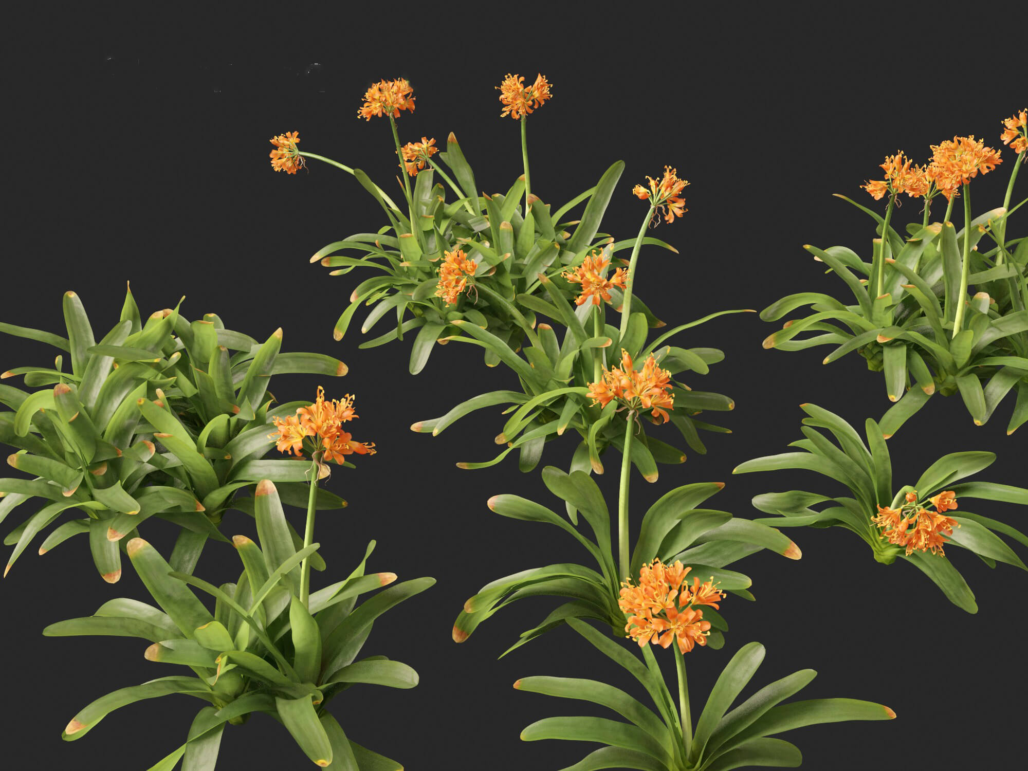 Clivia Miniata - Kaffir Lily 3D Model by 3dgardenplants