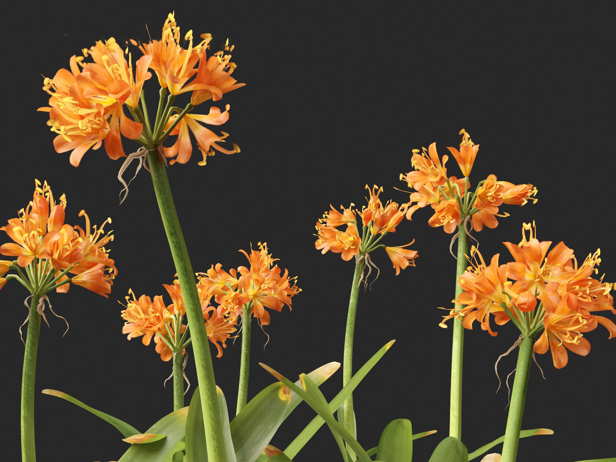 Clivia Miniata - Kaffir Lily 3D Model by 3dgardenplants