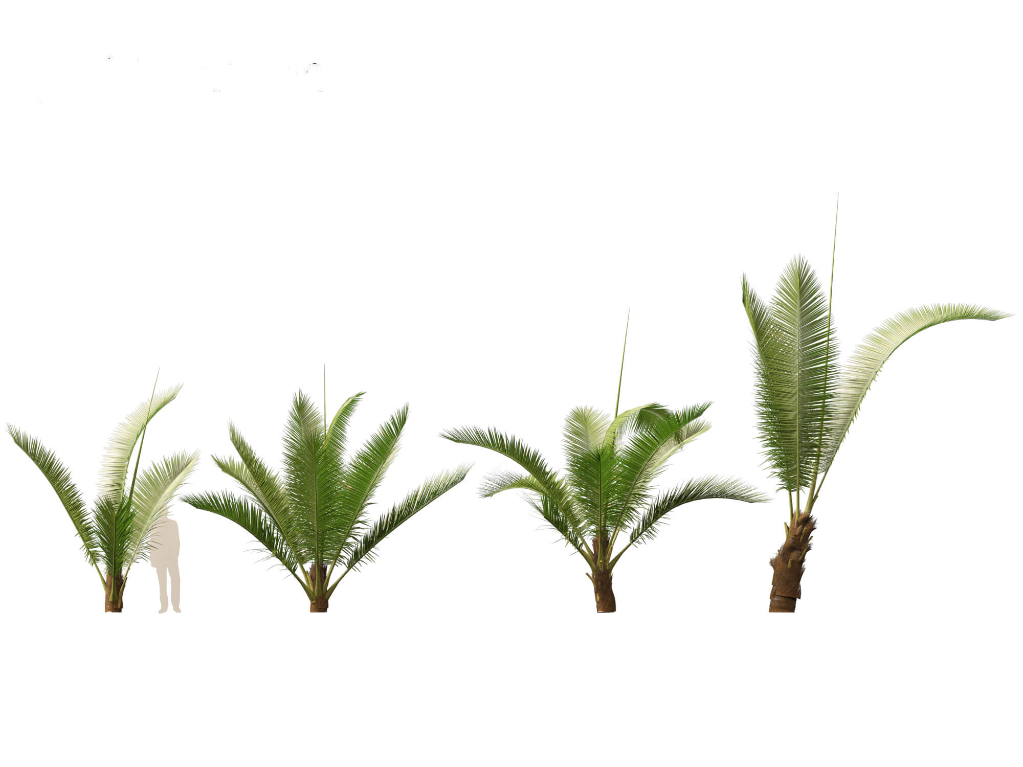 Cocos Nucifera - Coconut Tree 01 3D Model by 3dgardenplants