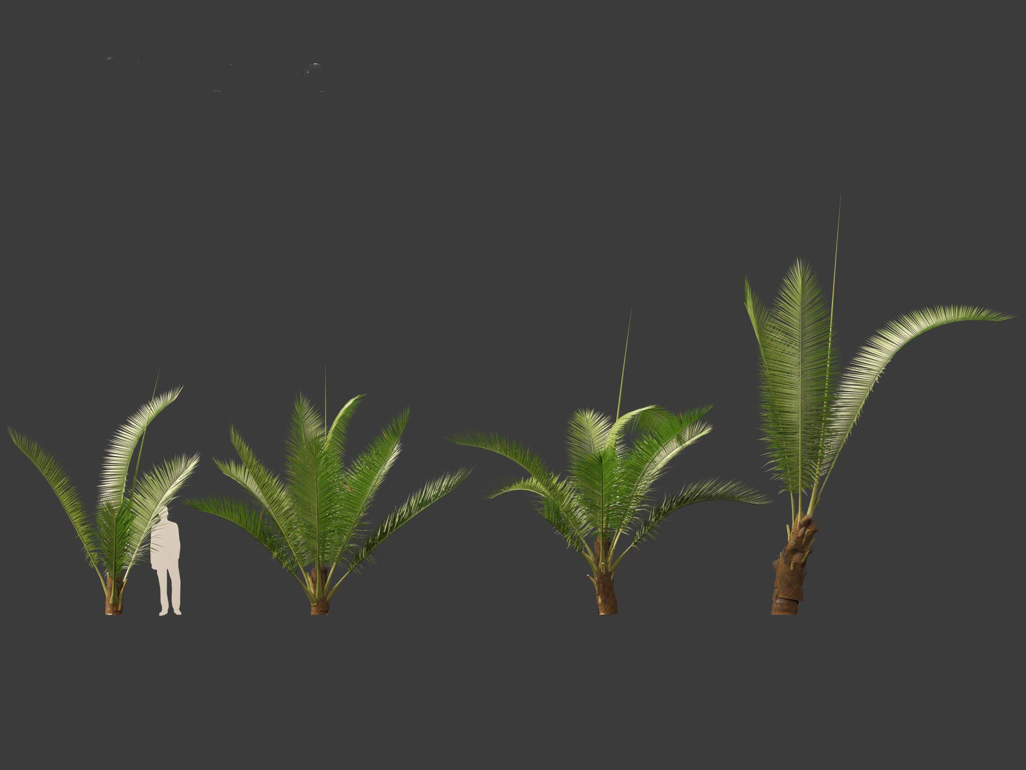 Cocos Nucifera - Coconut Tree 01 3D Model by 3dgardenplants