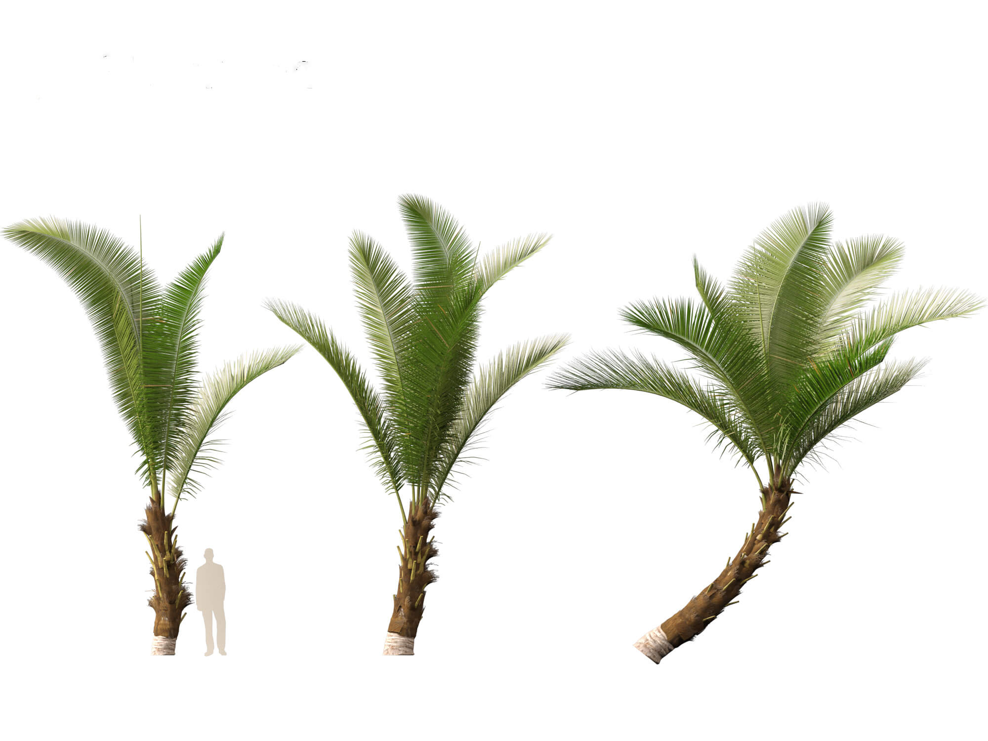 Cocos Nucifera - Coconut Tree 01 3D Model by 3dgardenplants