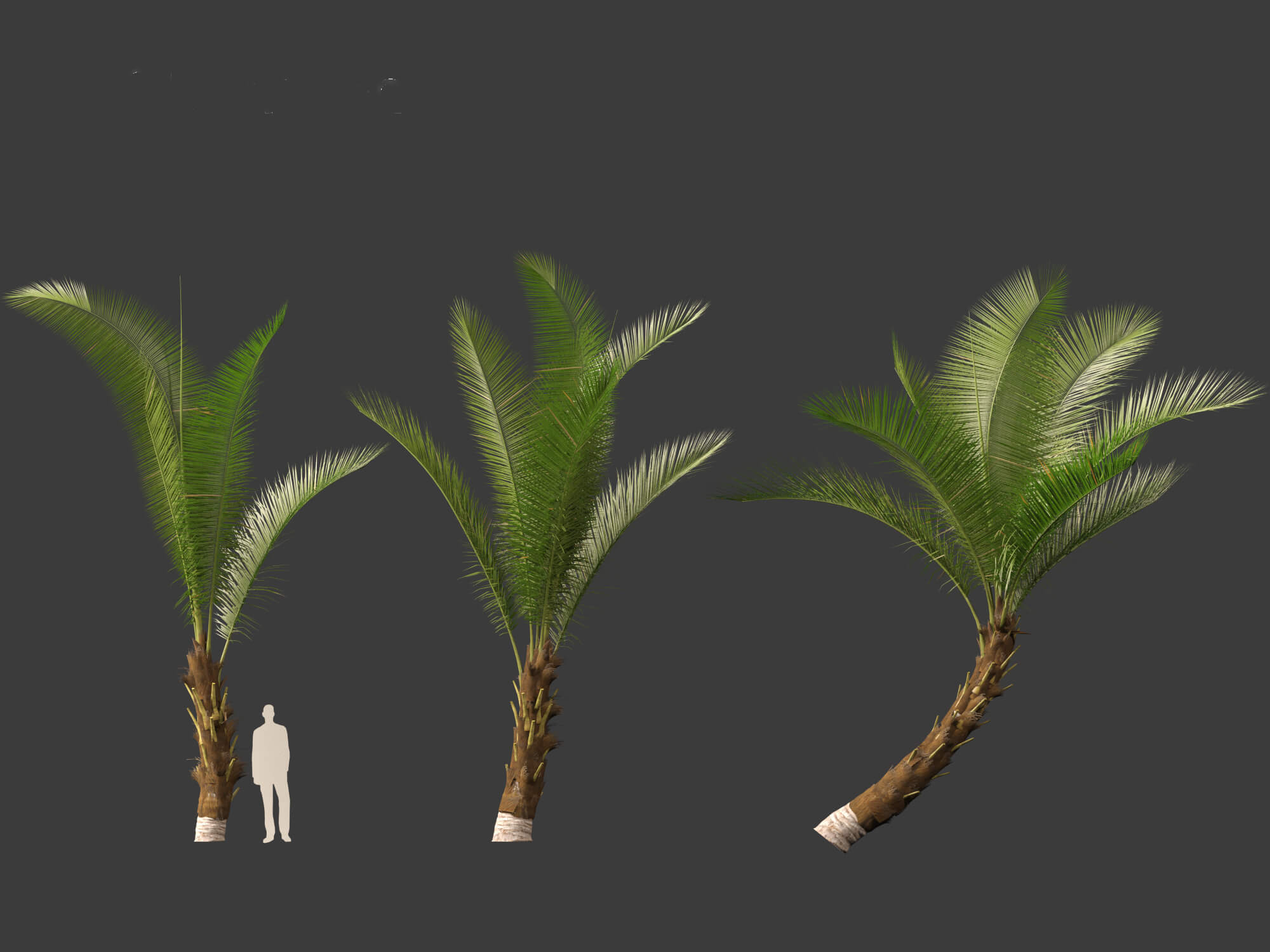 Cocos Nucifera - Coconut Tree 01 3D Model by 3dgardenplants