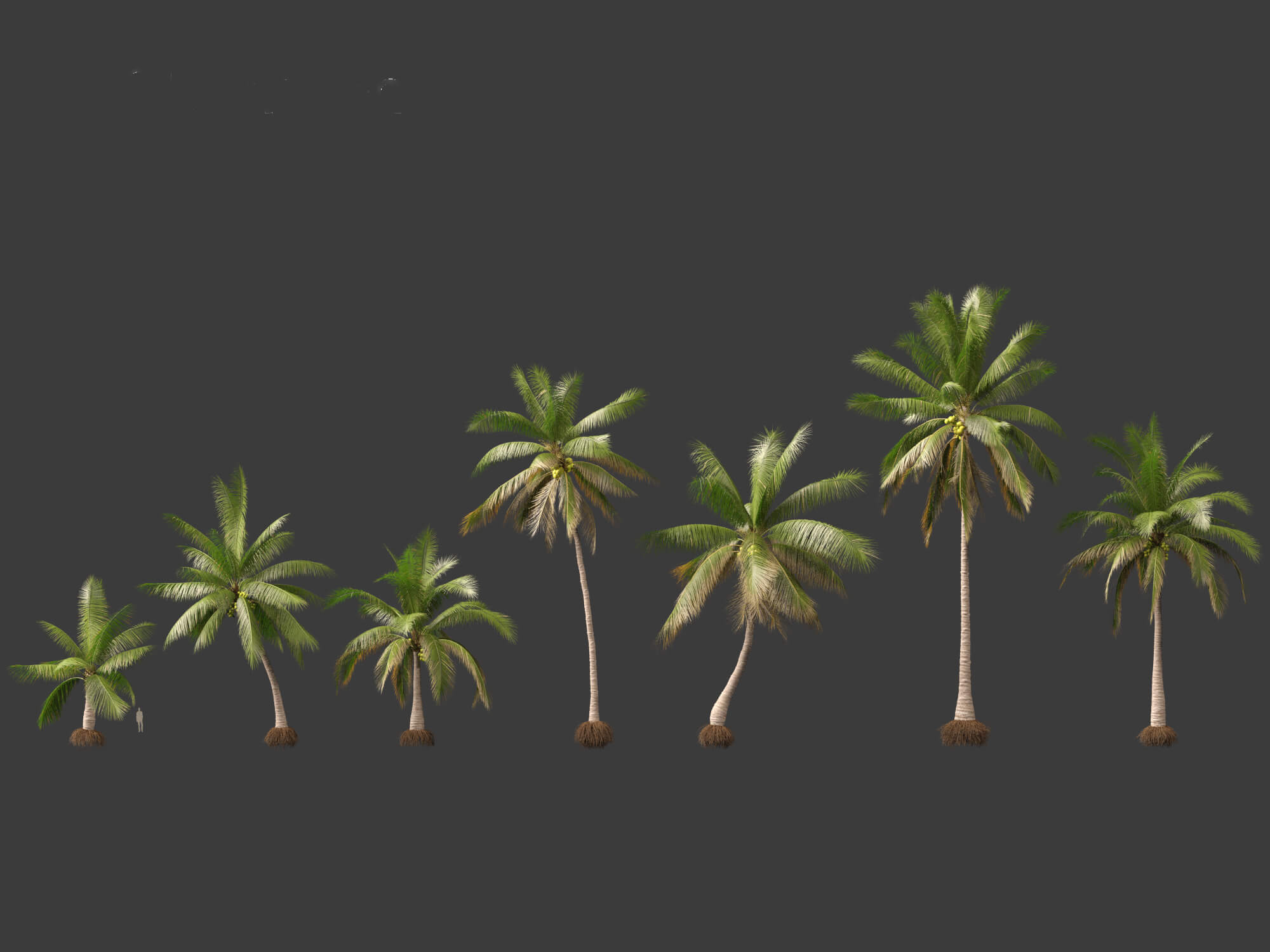 Cocos Nucifera - Coconut Tree 02 3D Model by 3dgardenplants