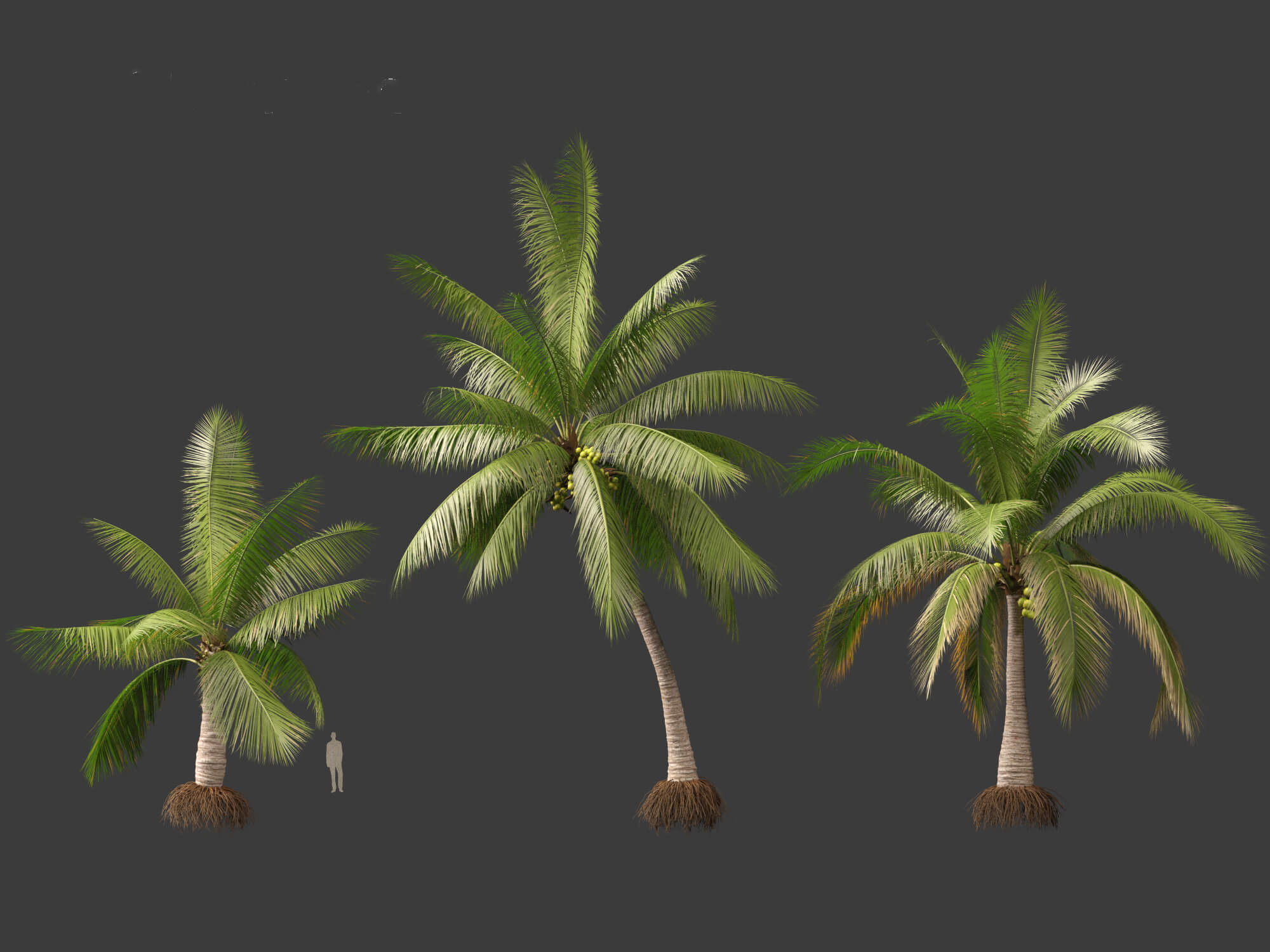 Cocos Nucifera - Coconut Tree 02 3D Model by 3dgardenplants