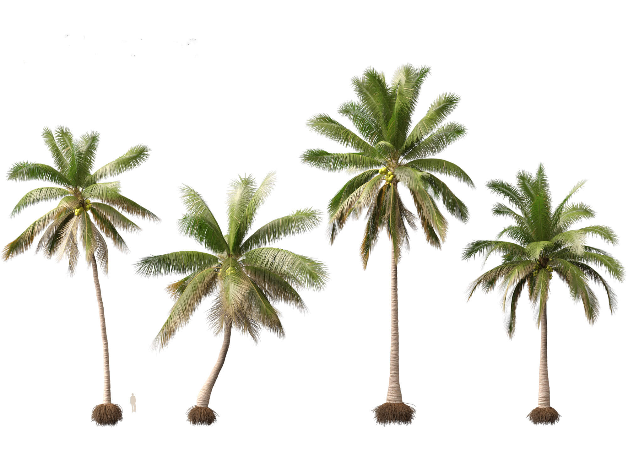 Cocos Nucifera - Coconut Tree 02 3D Model by 3dgardenplants