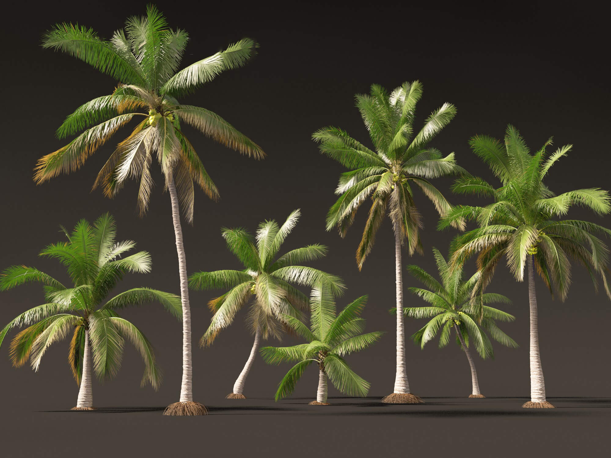 Cocos Nucifera - Coconut Tree 02 3D Model by 3dgardenplants