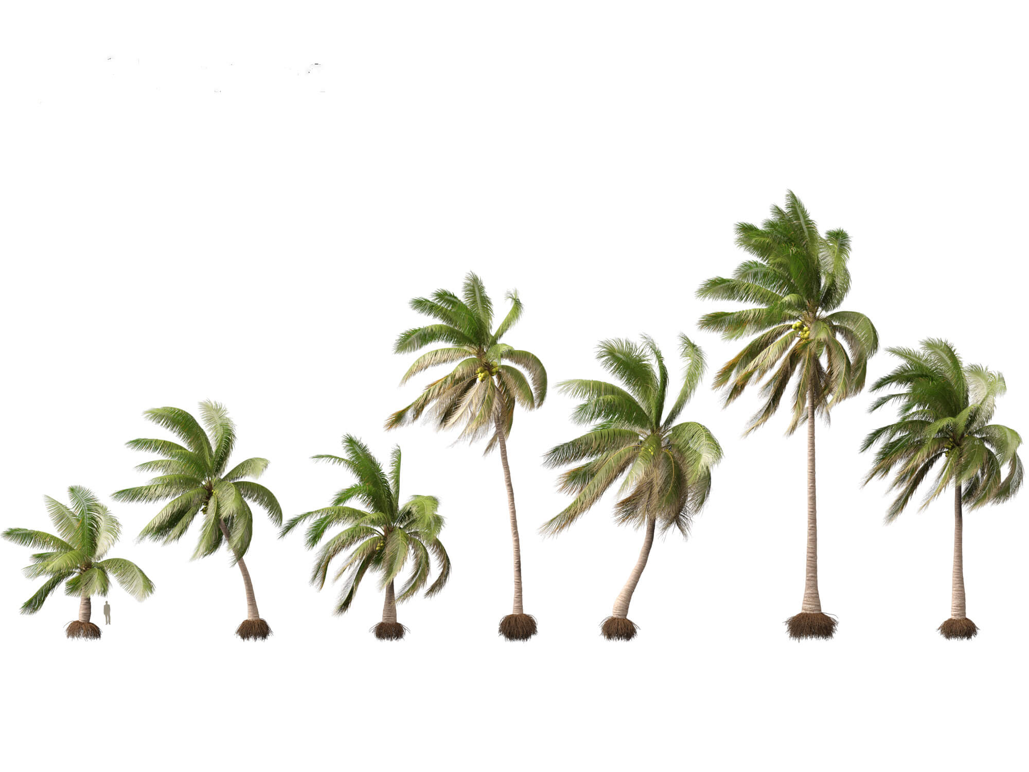 Cocos Nucifera - Coconut Tree 03 3D Model by 3dgardenplants