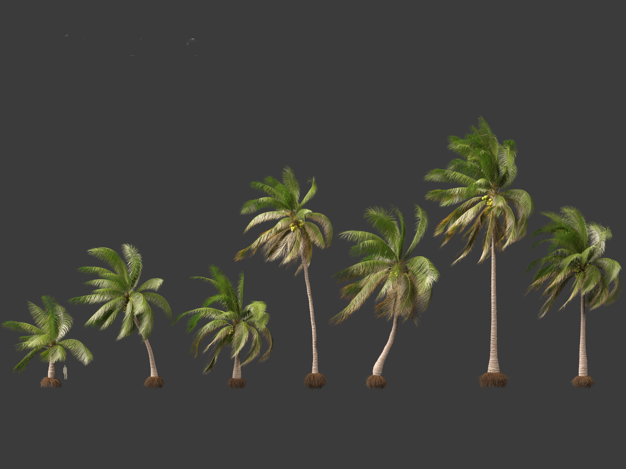 Cocos Nucifera - Coconut Tree 03 3D Model by 3dgardenplants