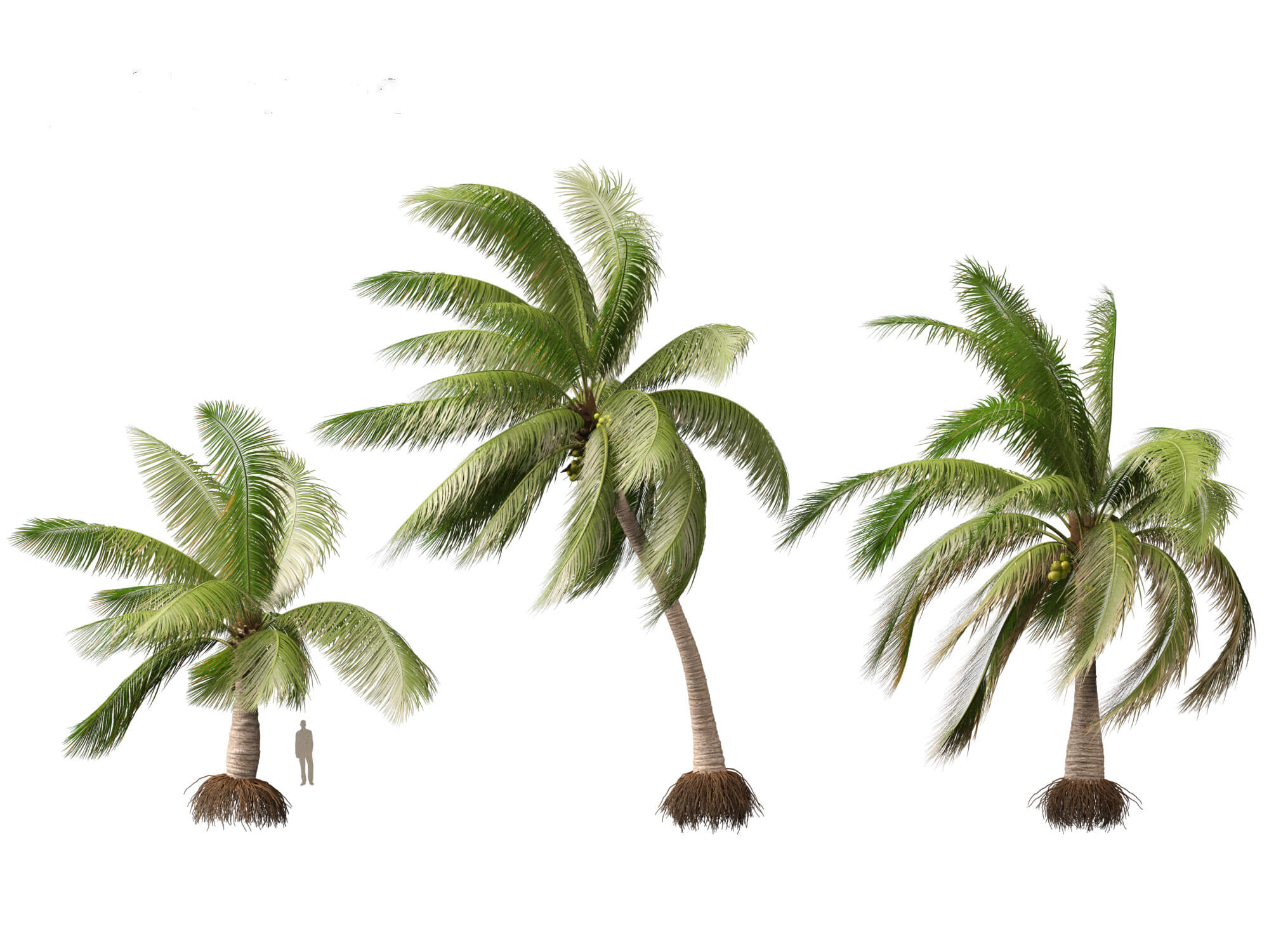 Cocos Nucifera - Coconut Tree 03 3D Model by 3dgardenplants