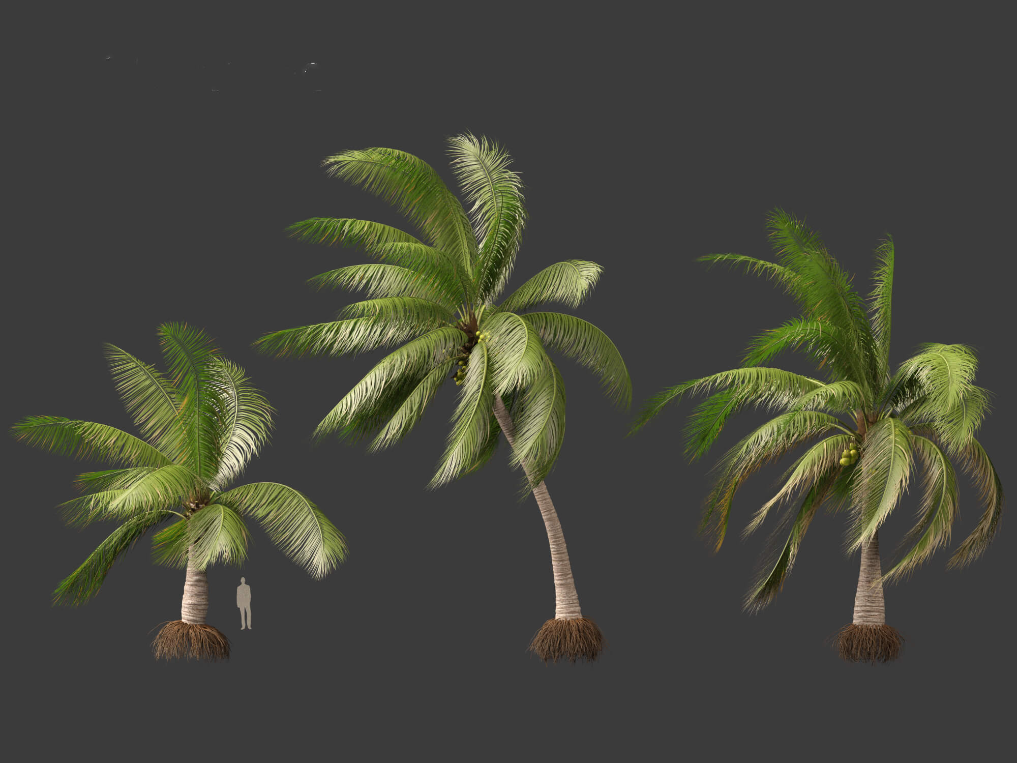Cocos Nucifera - Coconut Tree 03 3D Model by 3dgardenplants