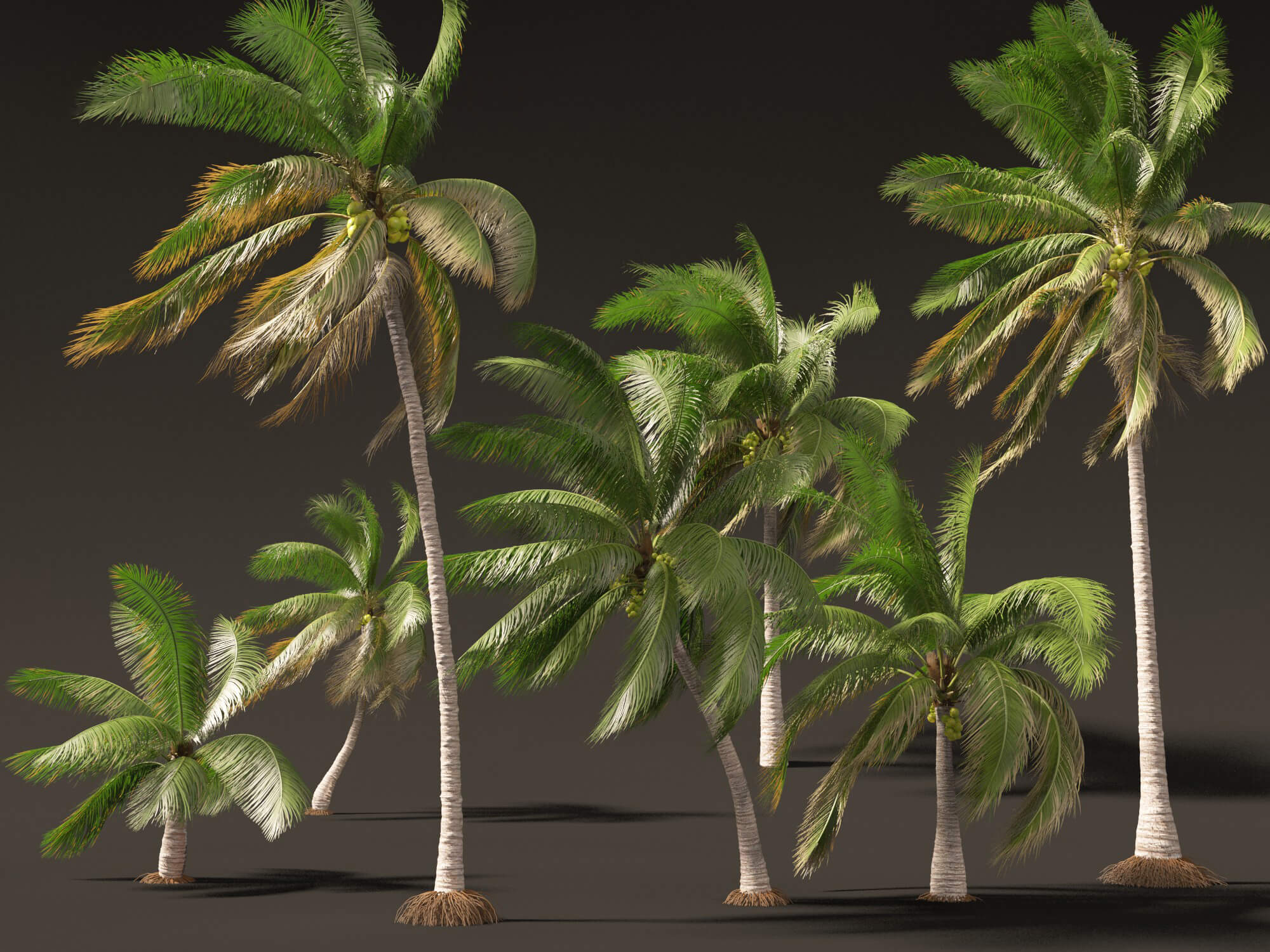 Cocos Nucifera - Coconut Tree 03 3D Model by 3dgardenplants