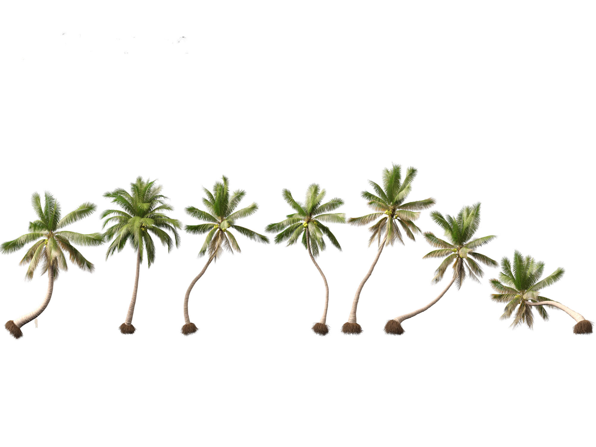 Cocos Nucifera - Coconut Tree 04 3D Model by 3dgardenplants