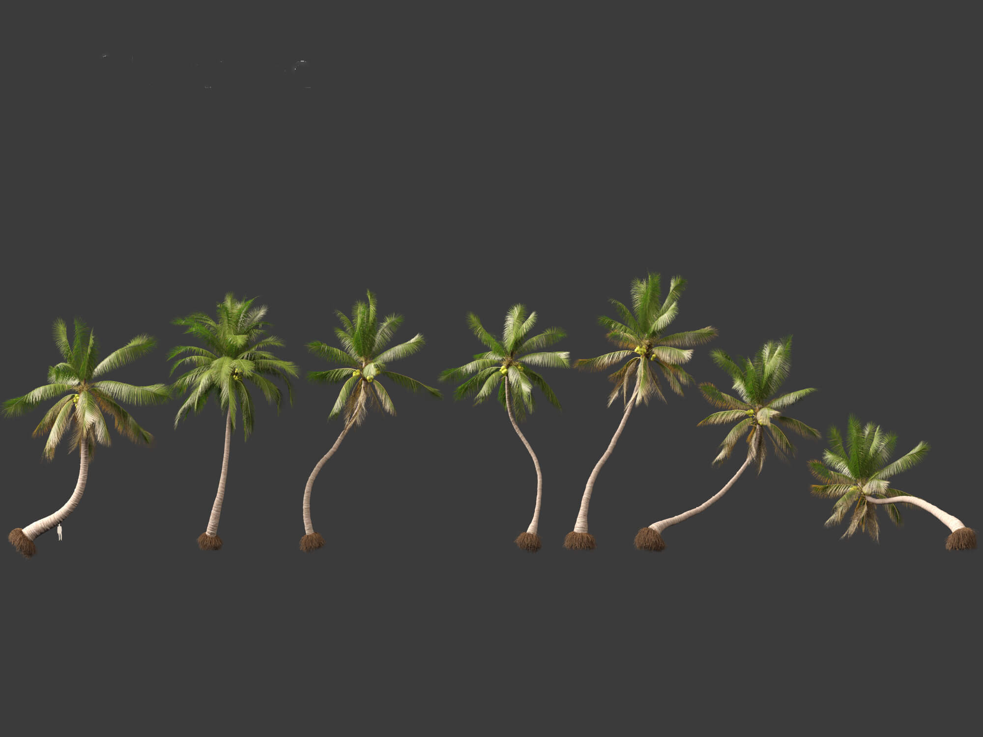 Cocos Nucifera - Coconut Tree 04 Free 3D Model by 3dgardenplants