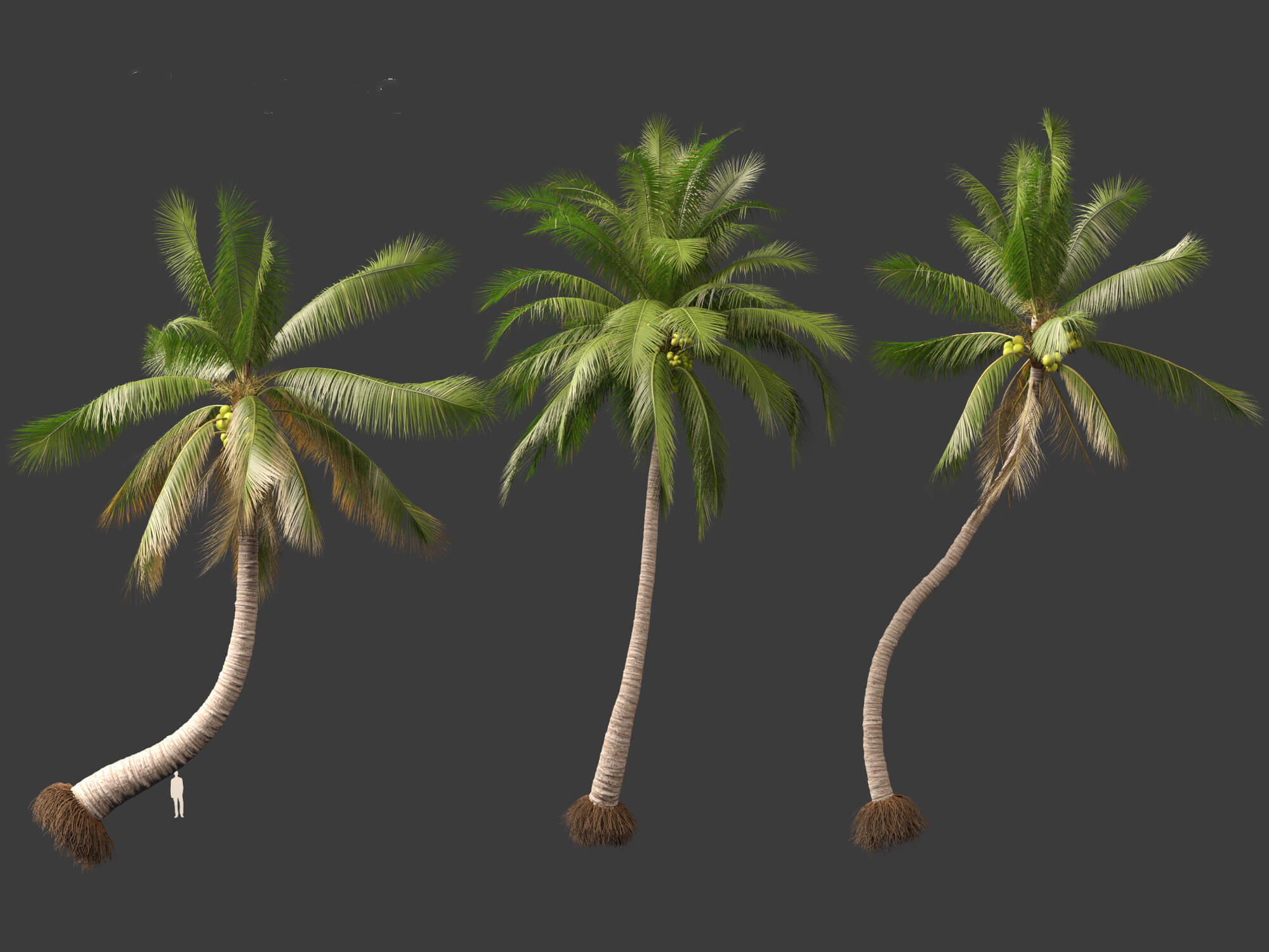 Cocos Nucifera - Coconut Tree 04 3D Model by 3dgardenplants