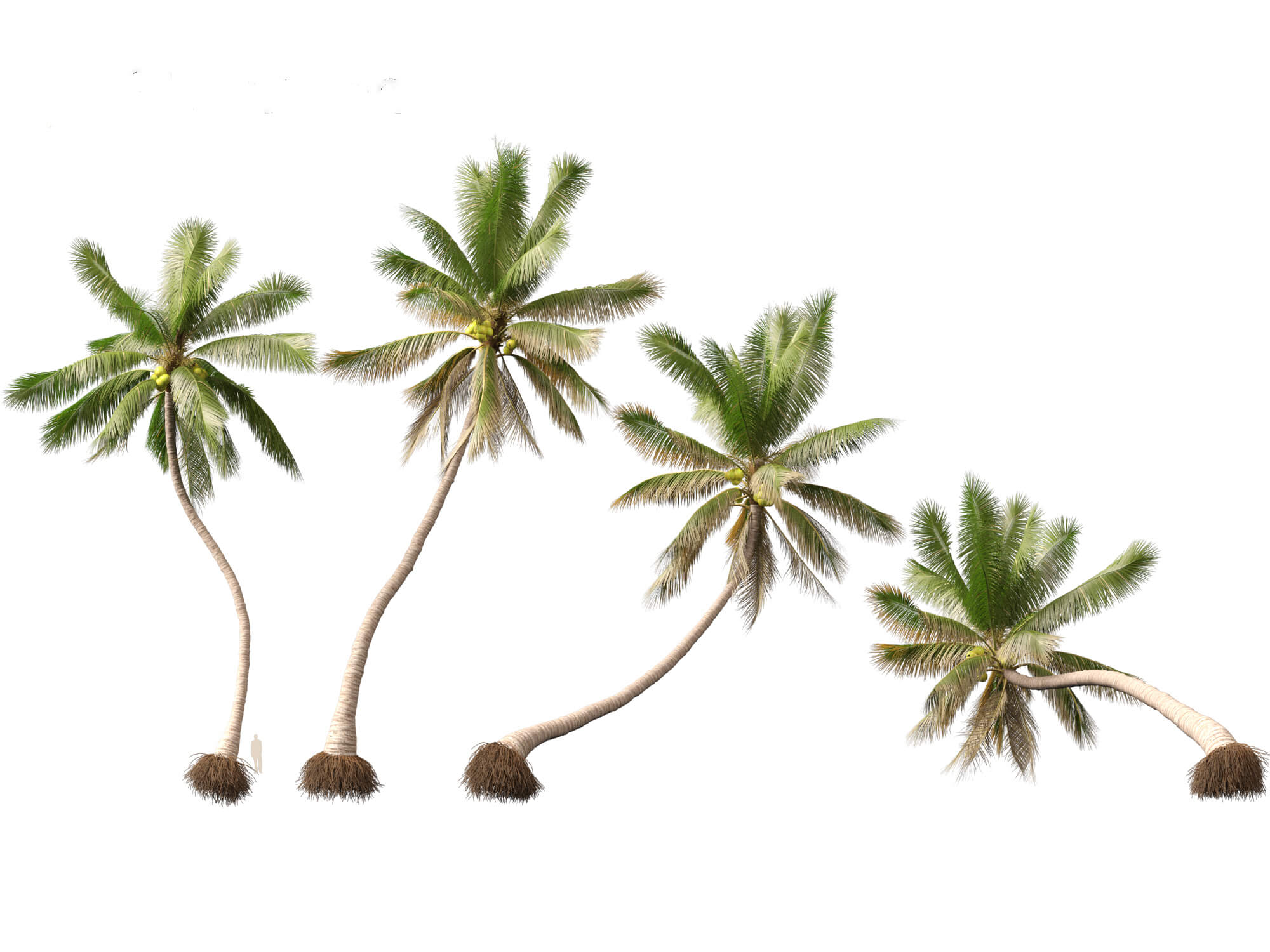 Cocos Nucifera - Coconut Tree 04 Free 3D Model by 3dgardenplants