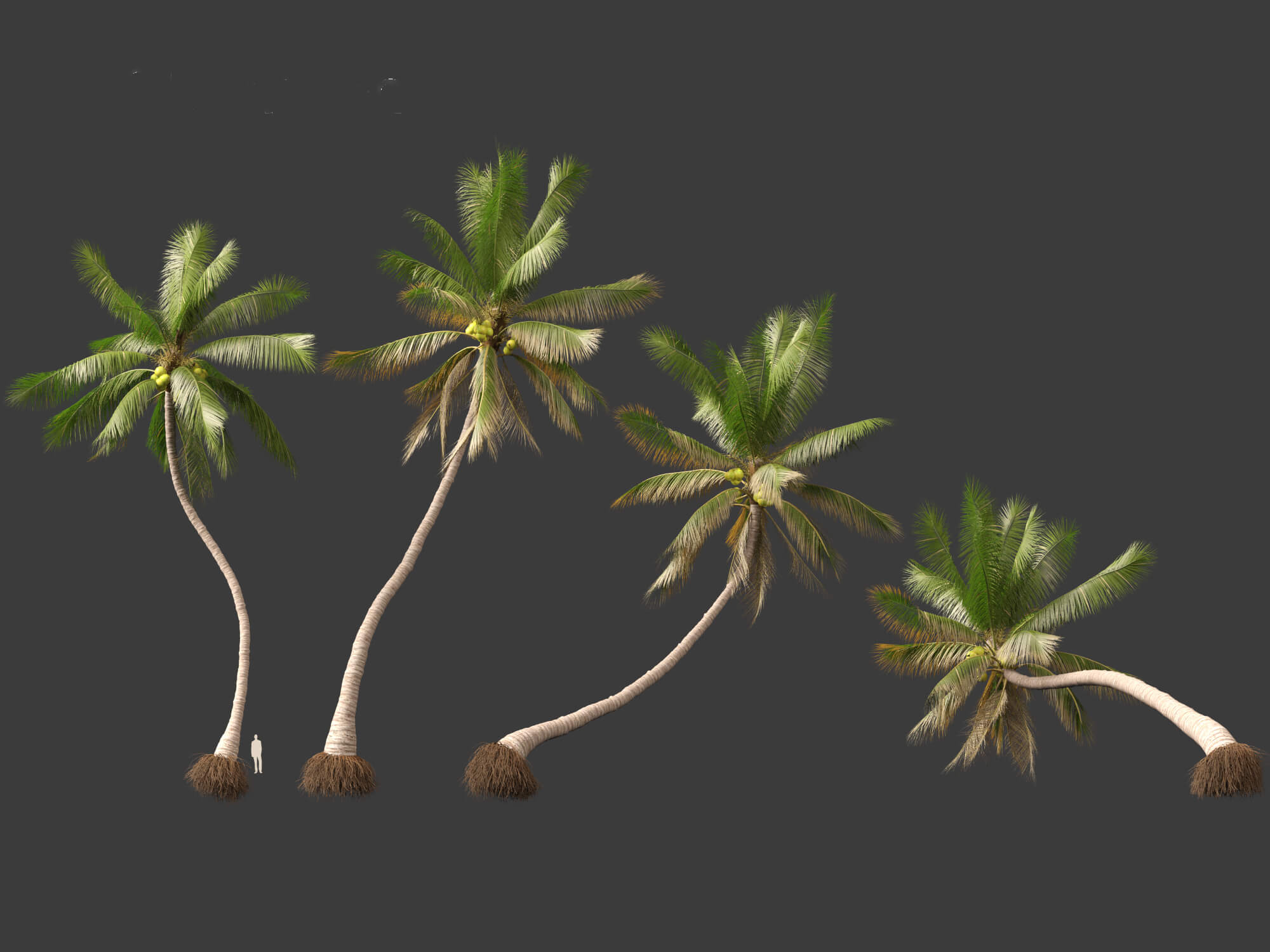 Cocos Nucifera - Coconut Tree 04 Free 3D Model by 3dgardenplants