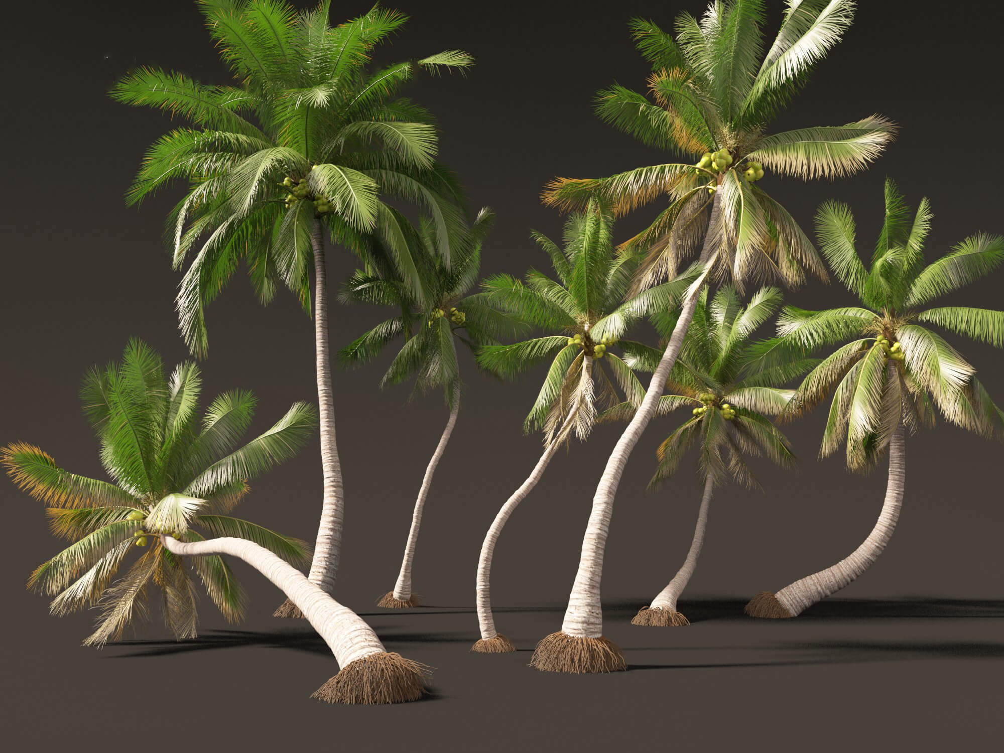 Cocos Nucifera - Coconut Tree 04 3D Model by 3dgardenplants