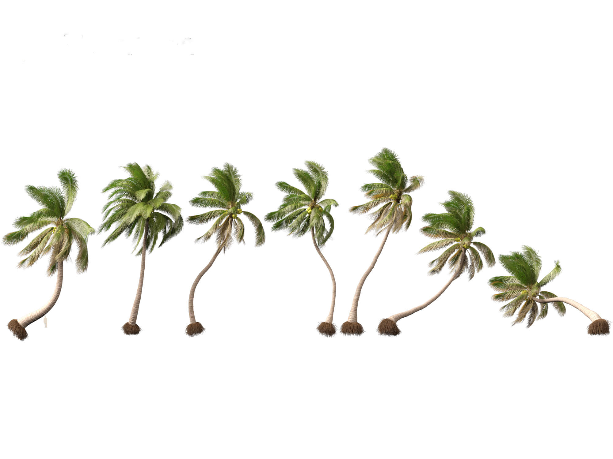 Cocos Nucifera - Coconut Tree 05 3D Model by 3dgardenplants