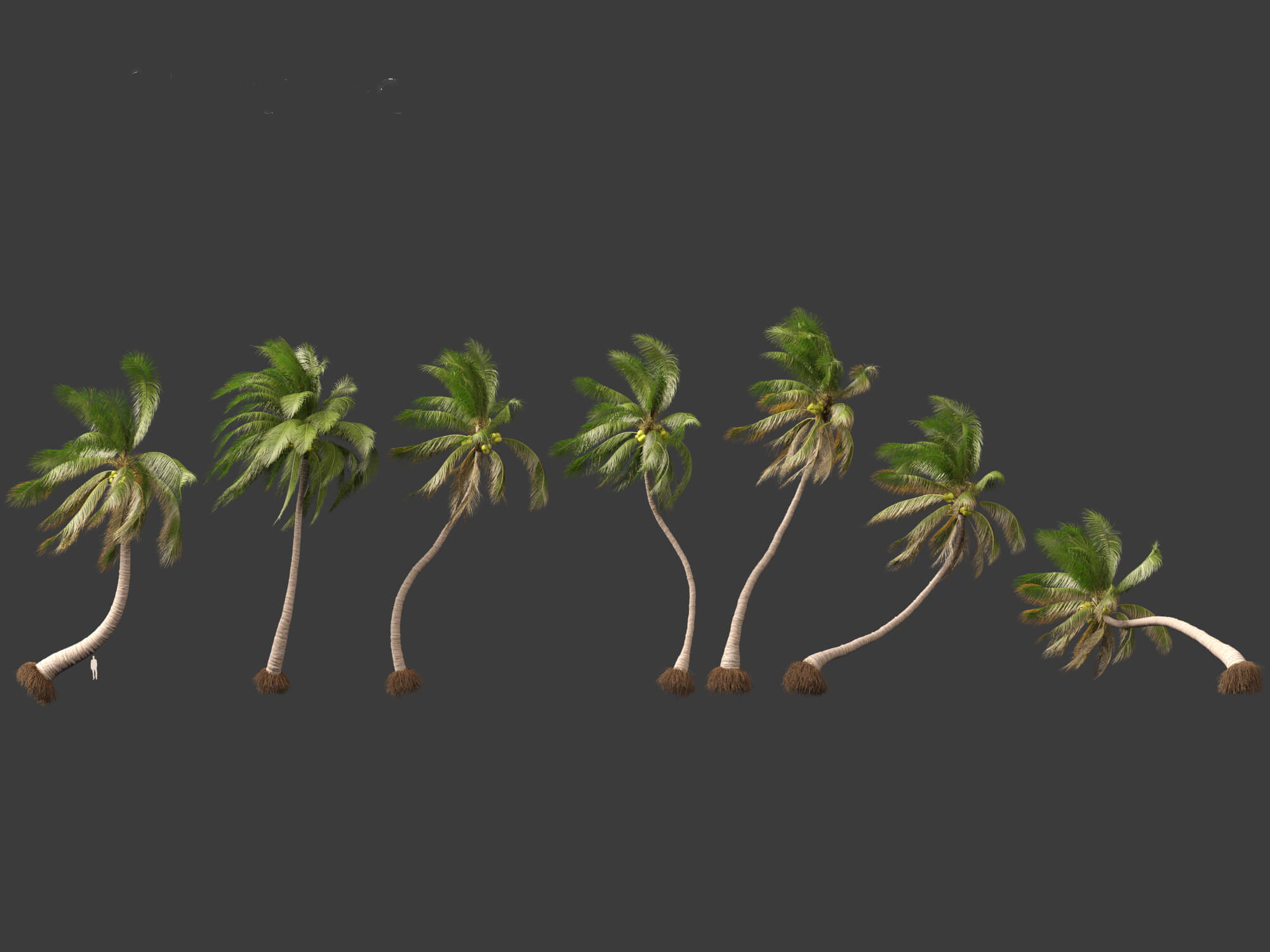 Cocos Nucifera - Coconut Tree 05 3D Model by 3dgardenplants