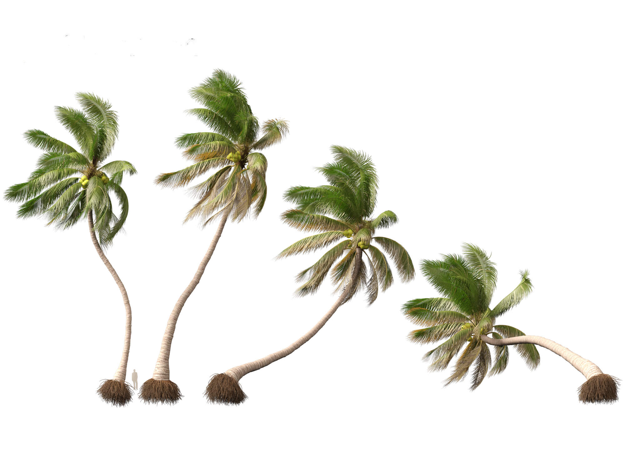 Cocos Nucifera - Coconut Tree 05 3D Model by 3dgardenplants