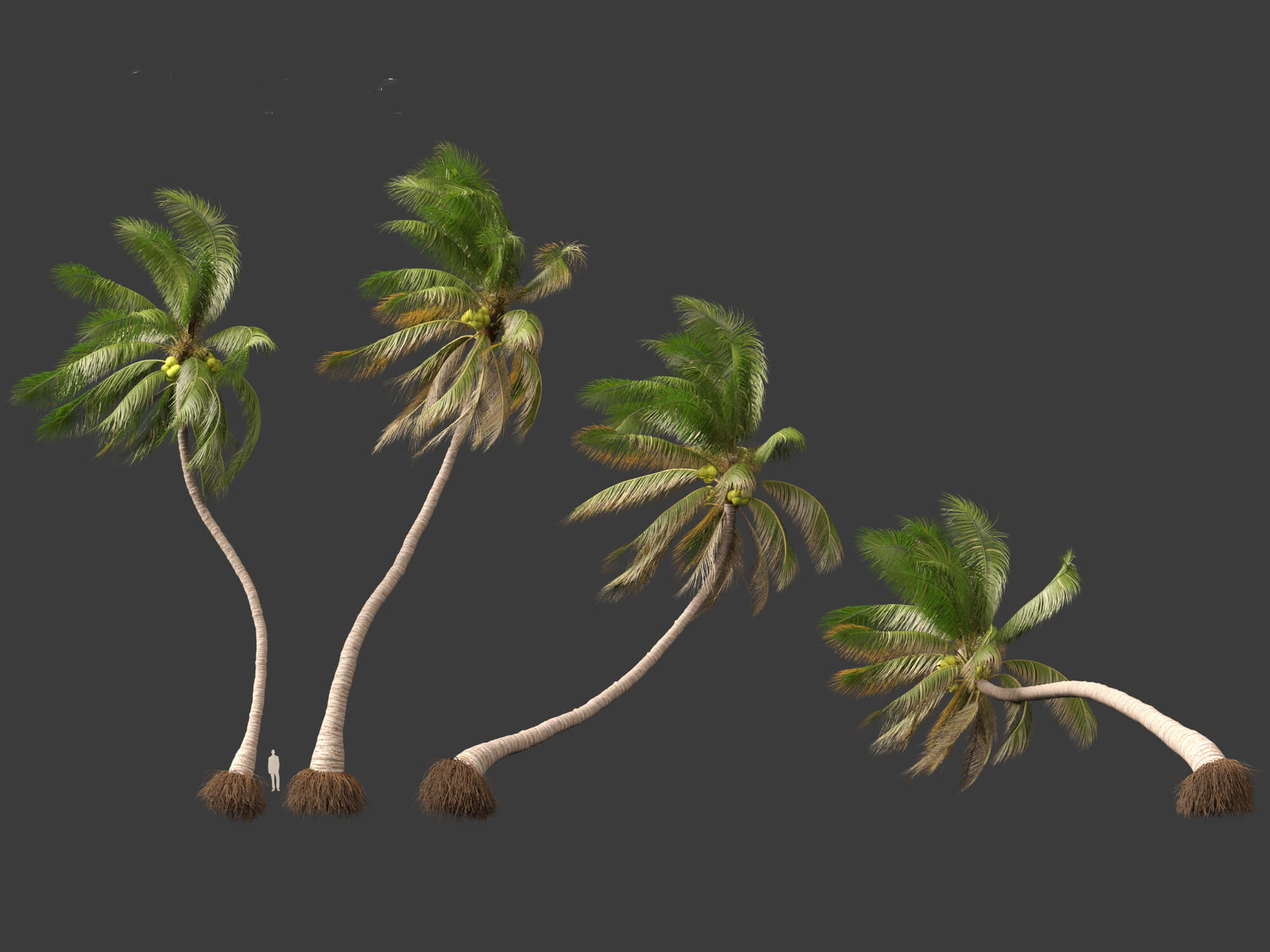 Cocos Nucifera - Coconut Tree 05 3D Model by 3dgardenplants