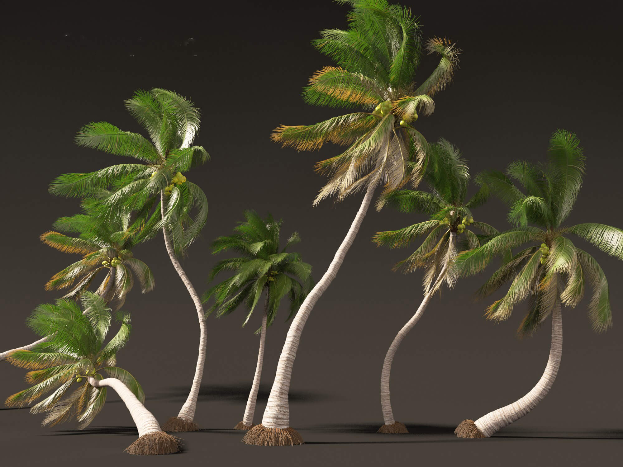 Cocos Nucifera - Coconut Tree 05 3D Model by 3dgardenplants