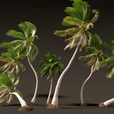 Cocos Nucifera - Coconut Tree 05 3D Model by 3dgardenplants