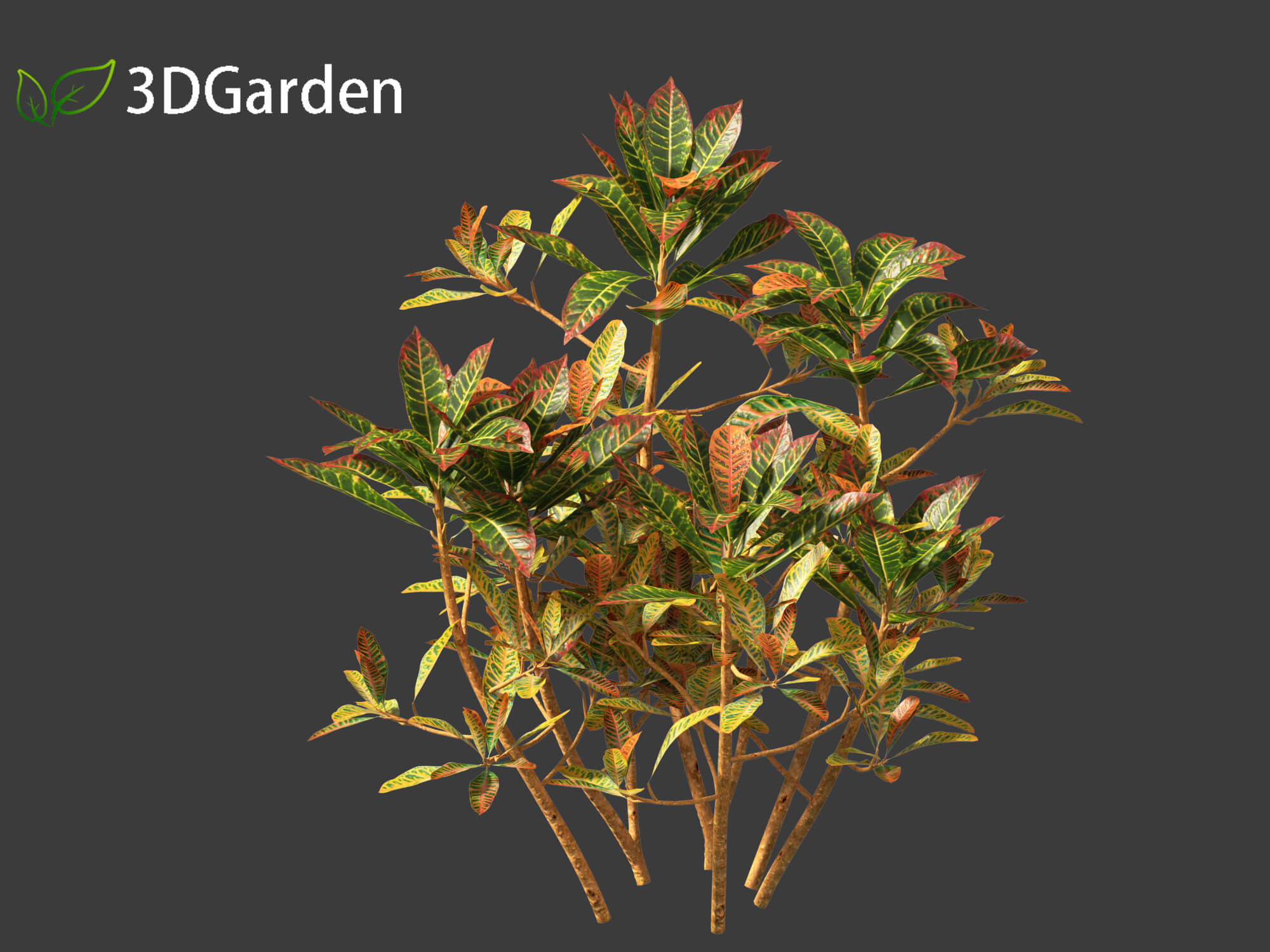 Codiaeum Variegatum - Croton 01 3D Model by 3dgardenplants