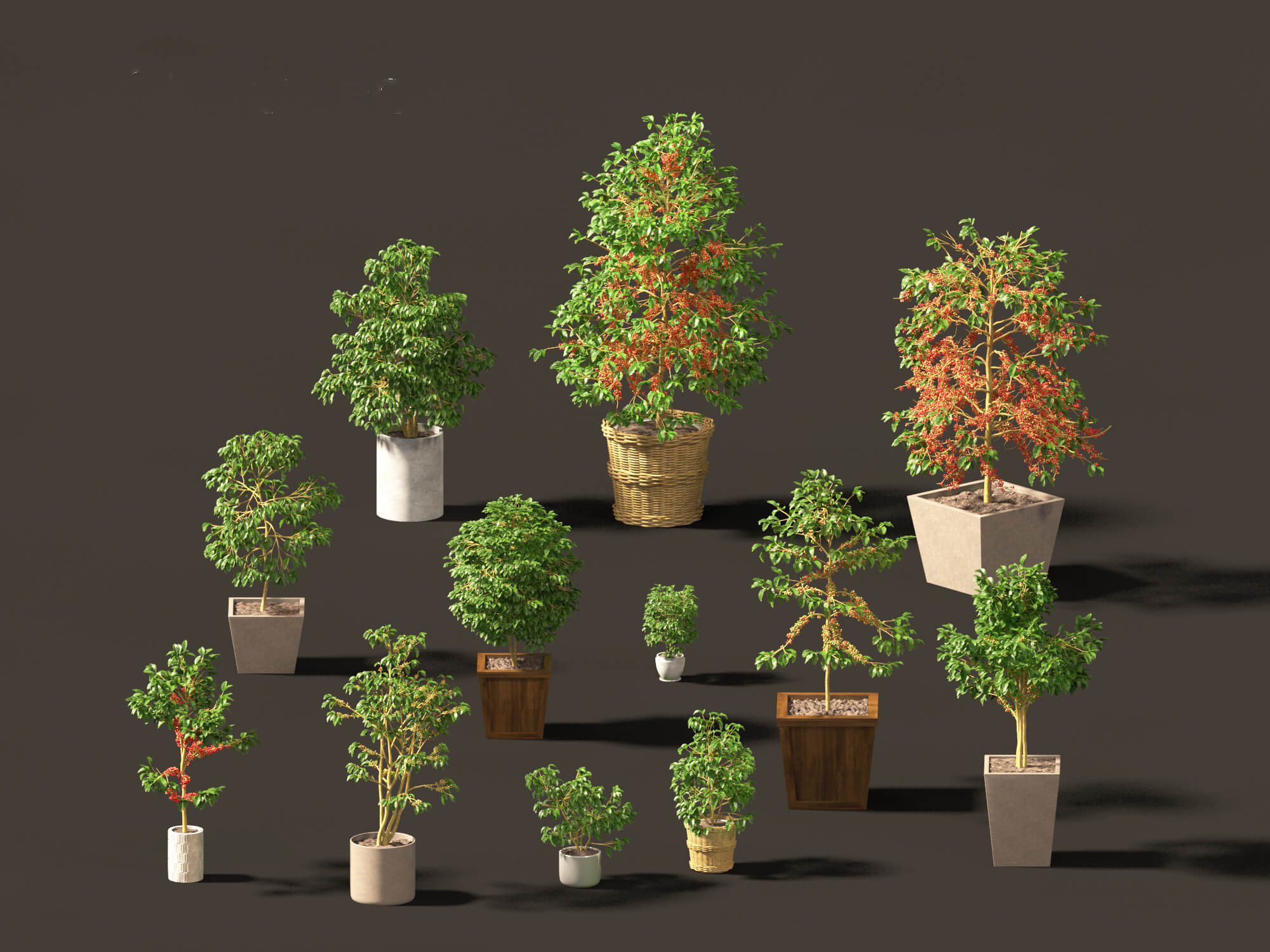 Coffea Arabica - Arabian Coffee 3D Model by 3dgardenplants