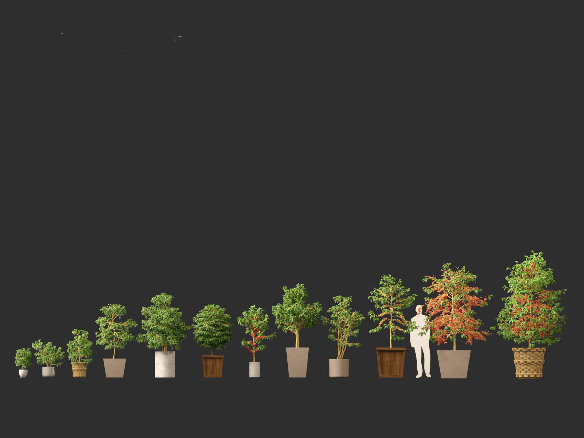 Coffea Arabica - Arabian Coffee 3D Model by 3dgardenplants